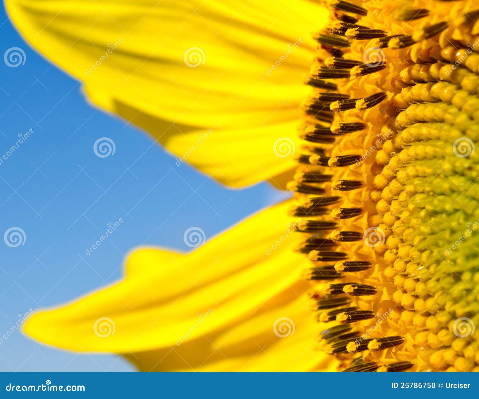 Close Up a Pollen of Sunflower Stock Photo - Image of leaf, pollination ...