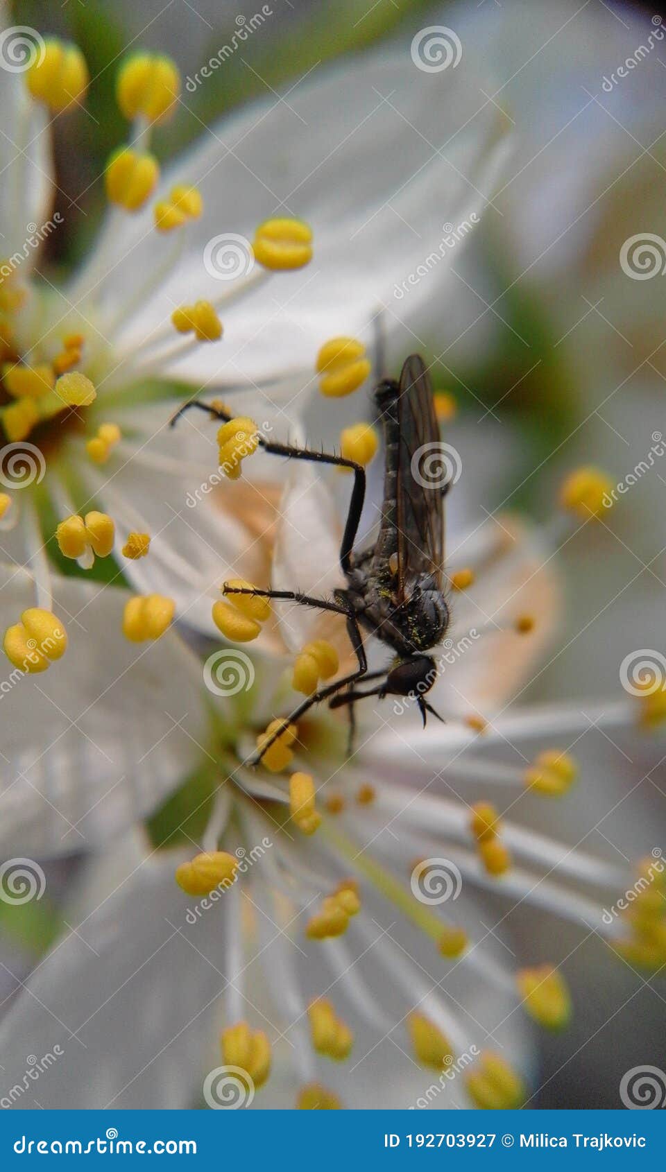 Pollination stock image. Image of yellow, nature, bumblebee - 192703927
