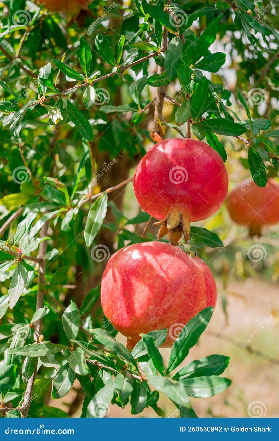 Close Up of the Pomegranate Tree Branch with Fresh Red Pomegranates ...