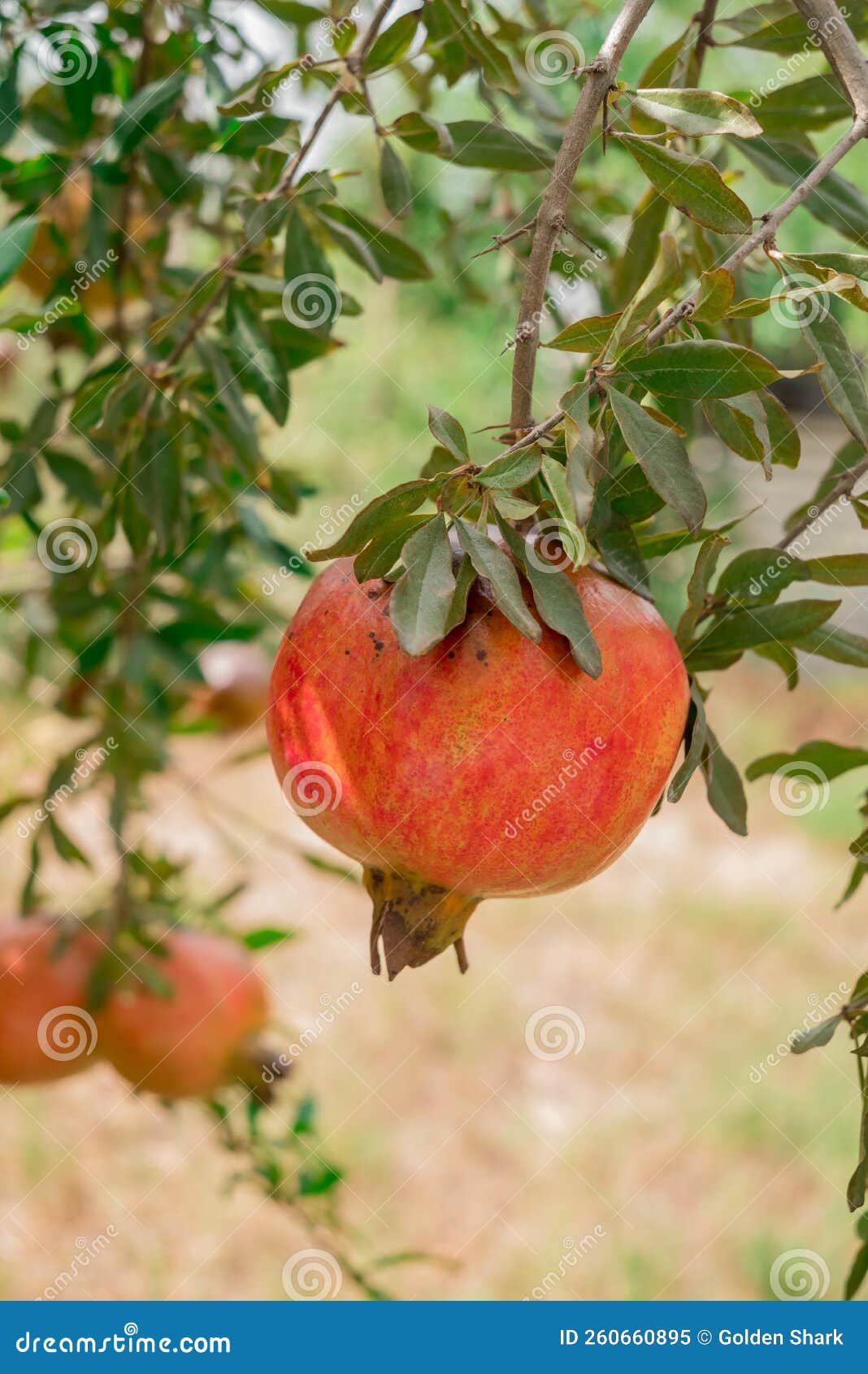 Close Up of the Pomegranate Tree Branch with Fresh Red Pomegranates ...