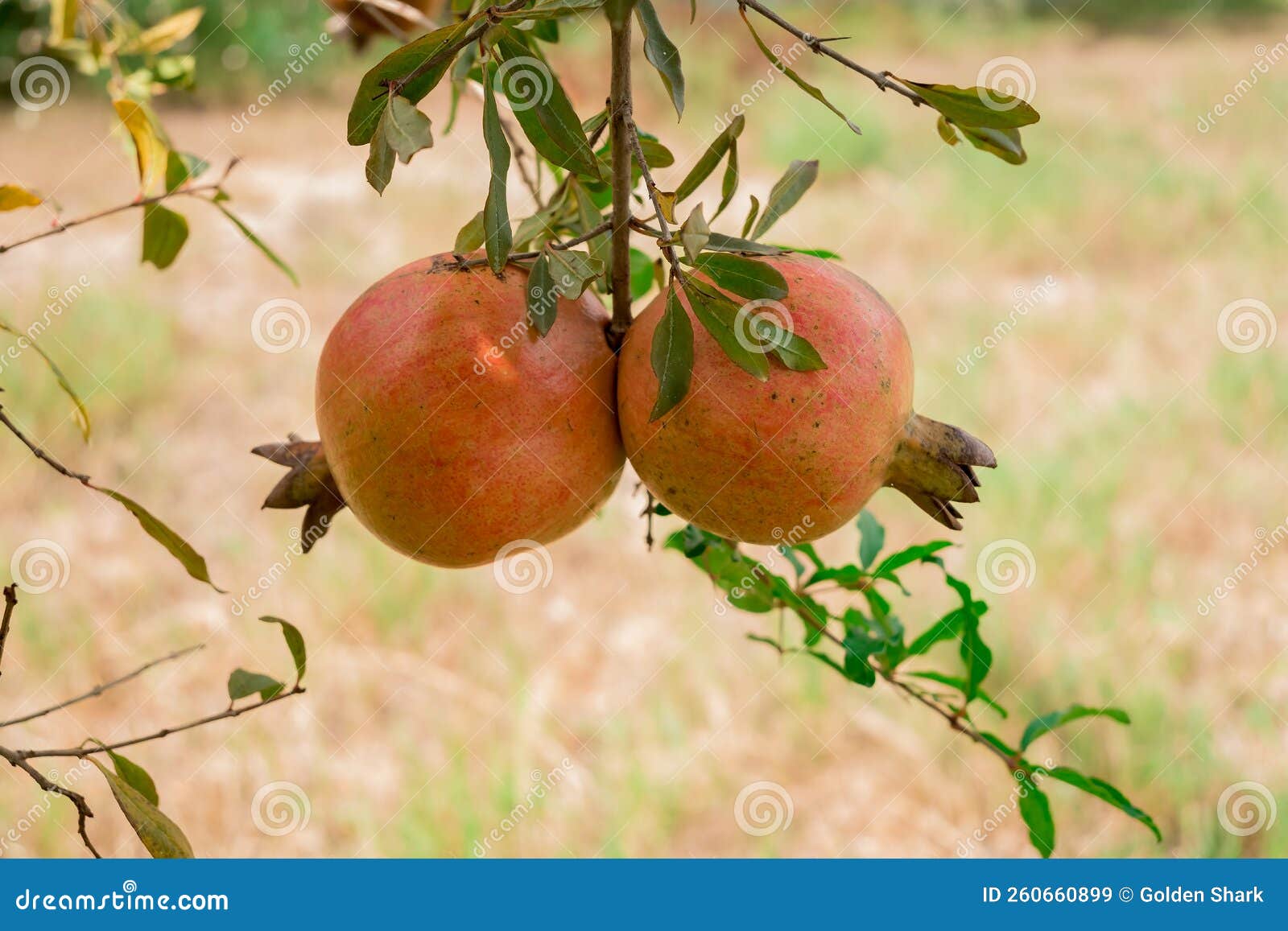 Close Up of the Pomegranate Tree Branch with Fresh Red Pomegranates ...