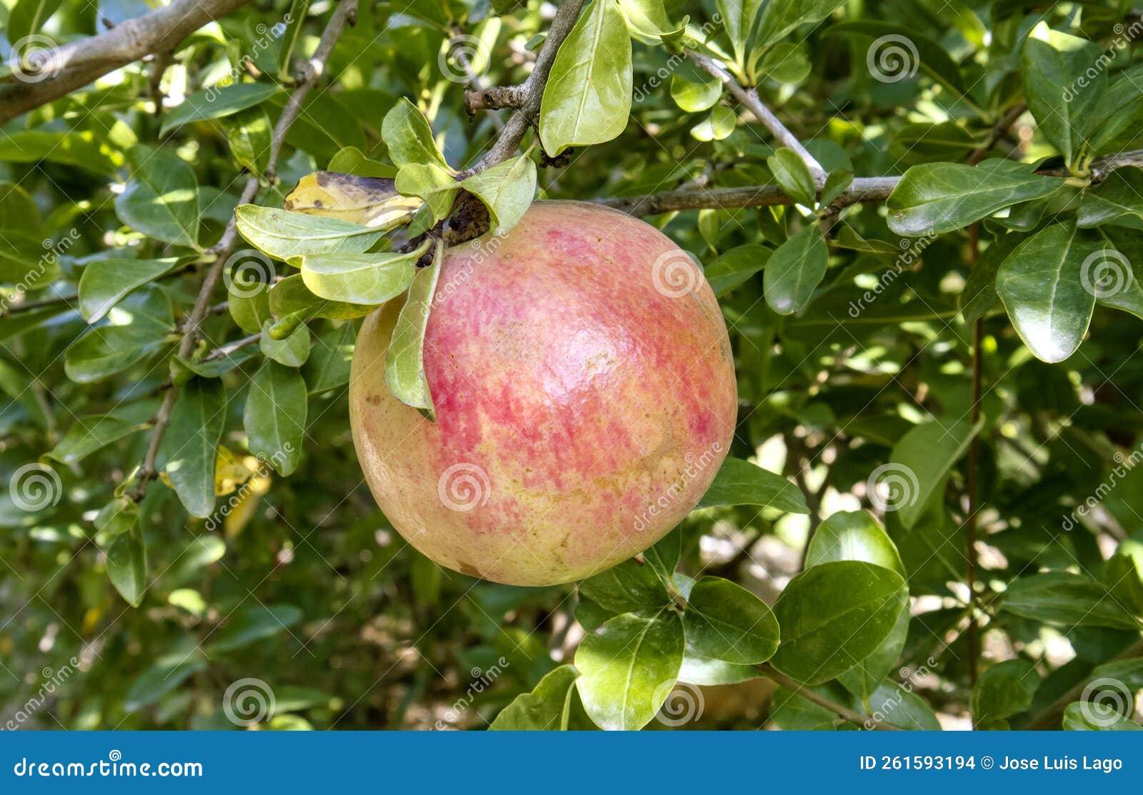 Close-up of Pomegranate on the Tree Branch Stock Photo - Image of ...