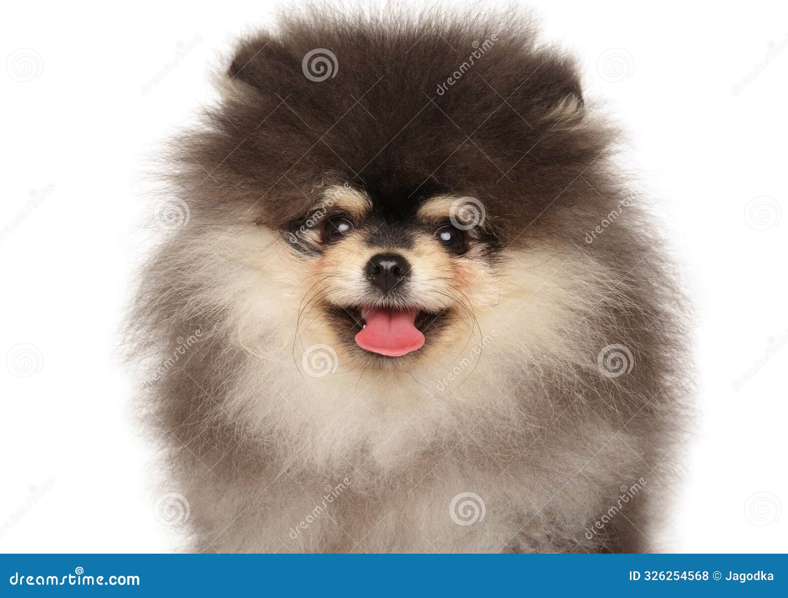 Pomeranian Spitz Eats Fruit On A White Background. Dog Eating Persimmon ...