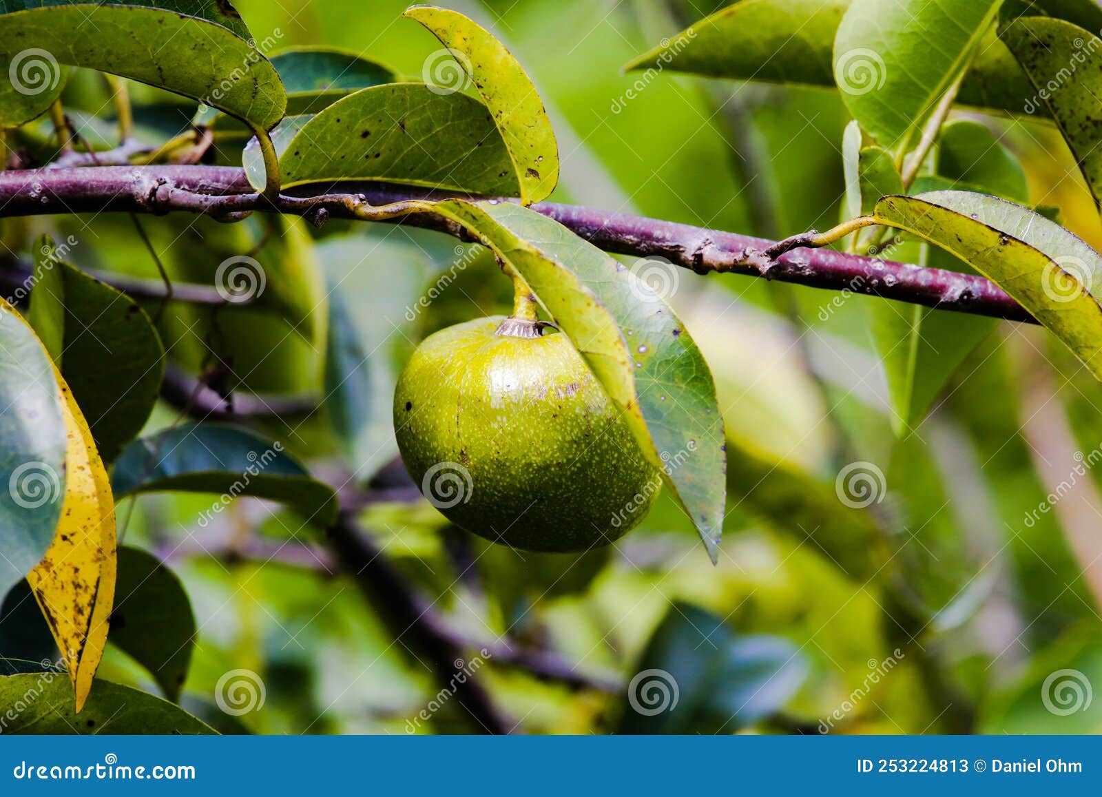 Close Up of a Pond Apple in the Wetlands Stock Image - Image of apple ...