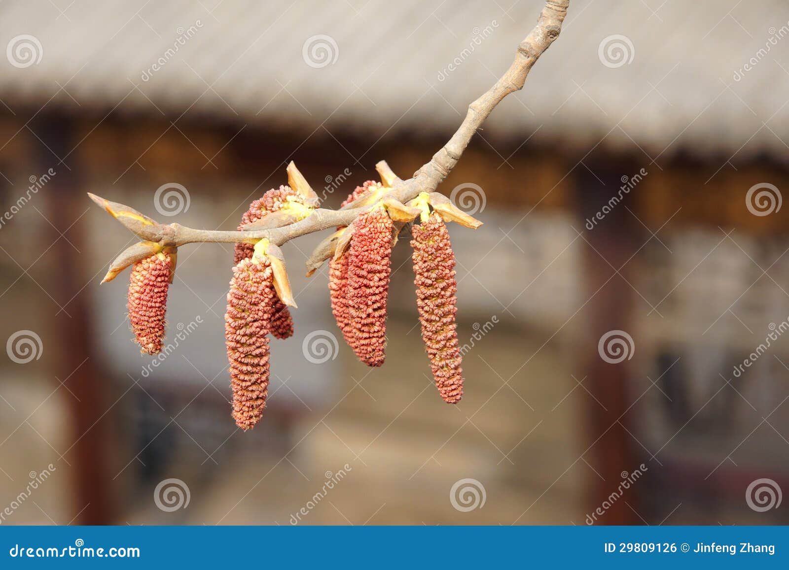 Poplar flower stock photo. Image of flowers, tree, plant - 29809126