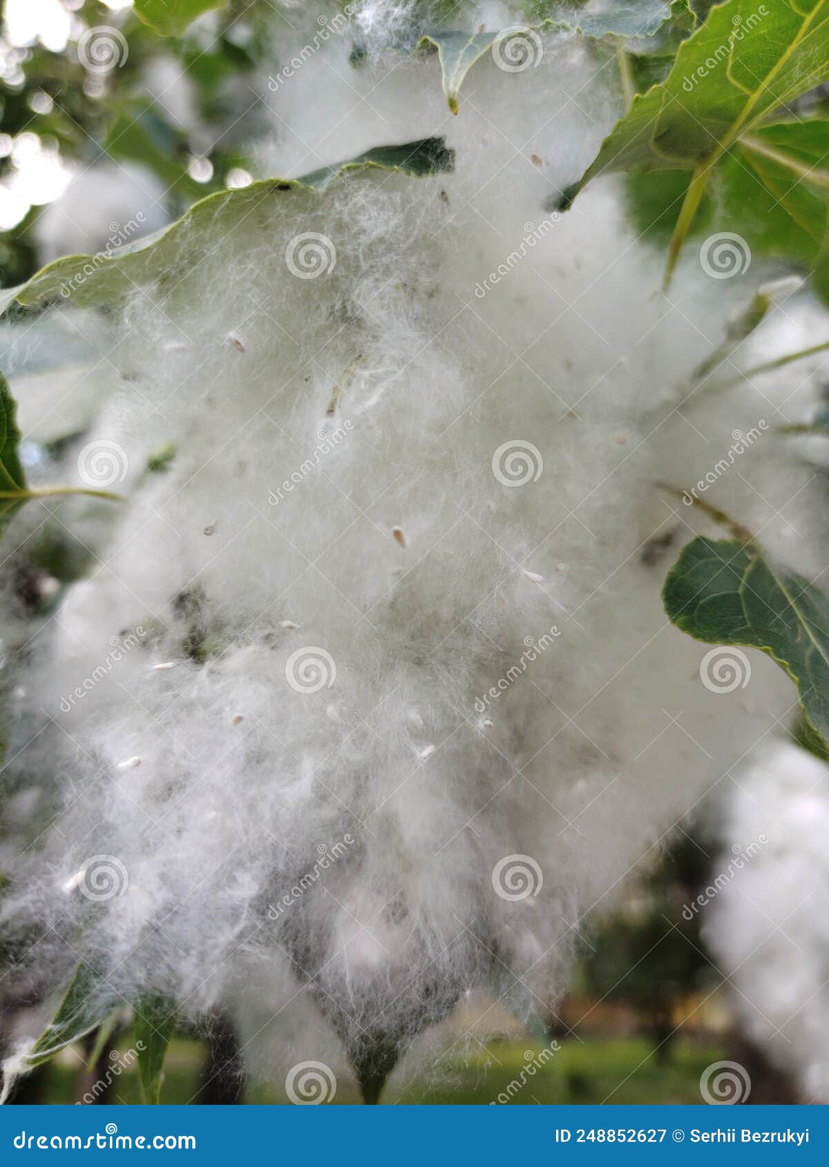 Poplar Fluff Blossom on a Tree Close-up Causing an Allergic Reaction ...