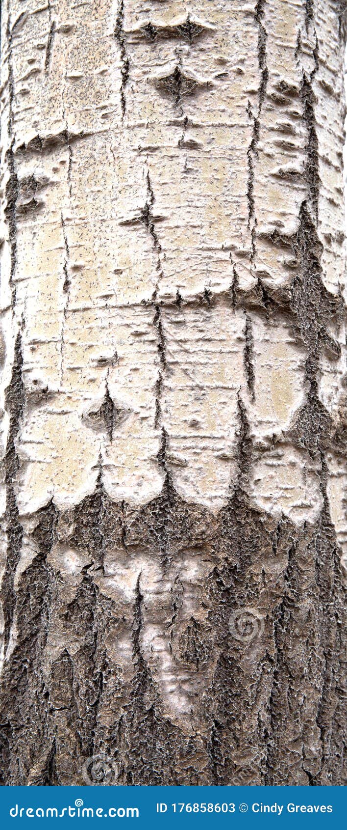 Close-up Poplar Tree Black and White Bark Stock Image - Image of ...