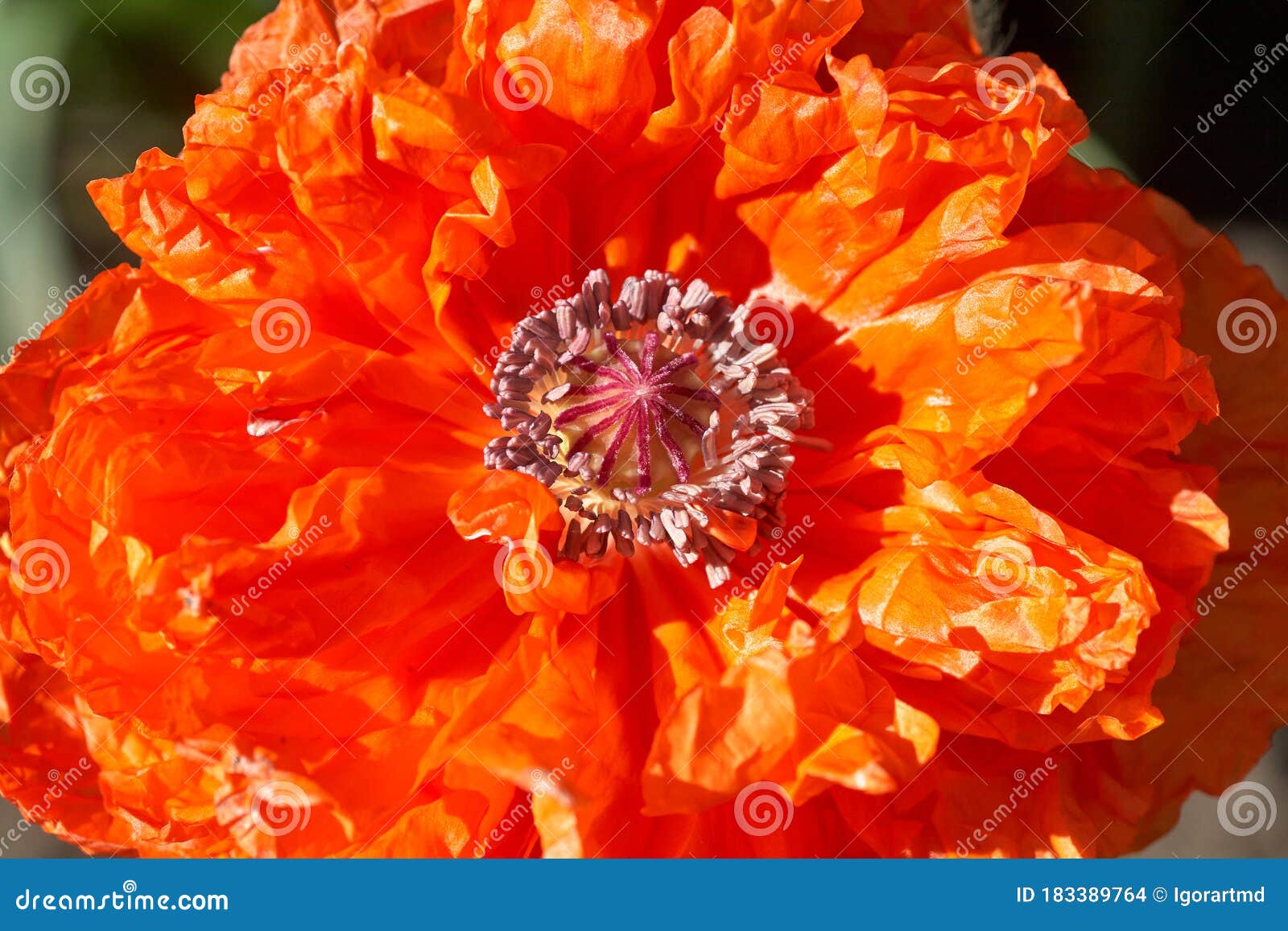 Close up of poppy flower stock photo. Image of agriculture - 183389764