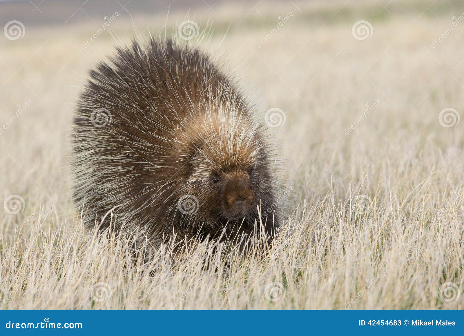 Close-up of a porcupine stock image. Image of herbivores - 42454683