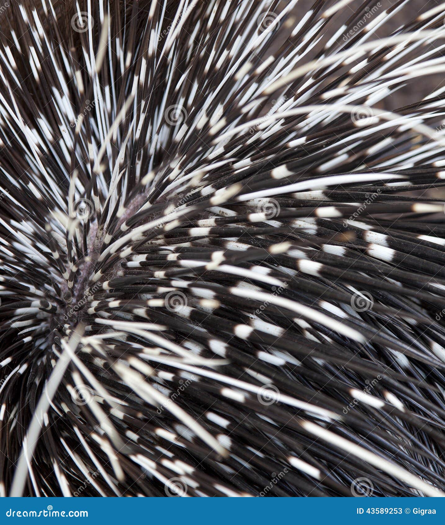 Close Up of Porcupine Spines Stock Image - Image of porcupine, white ...