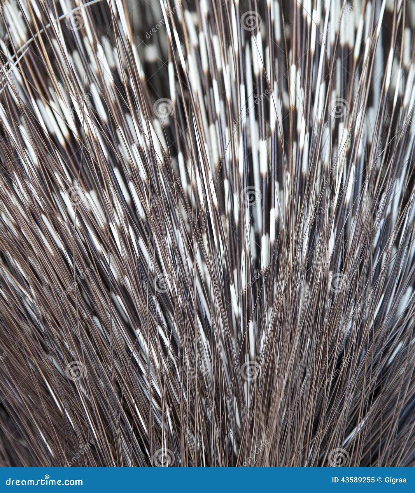 Close Up of Porcupine Spines Stock Image - Image of wild, prickly: 43589255