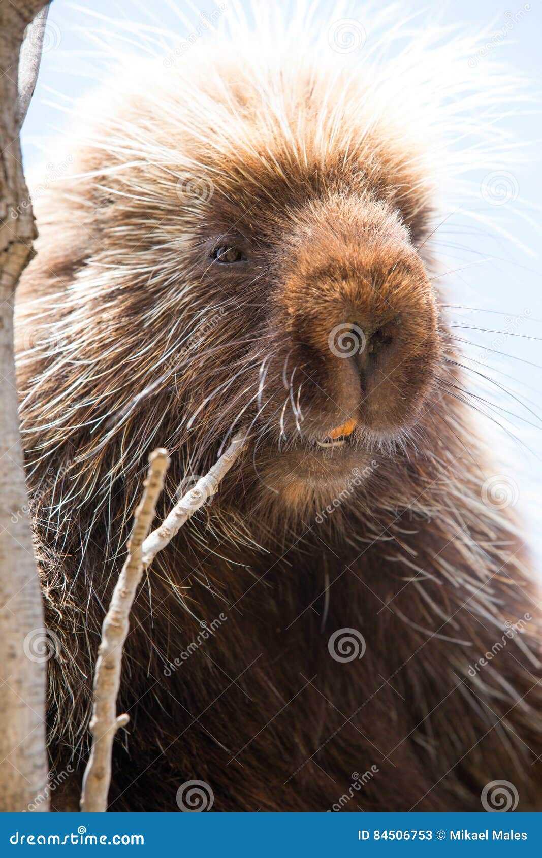 Close-up of Porcupine with Yellow Teeth Stock Image - Image of snacking ...