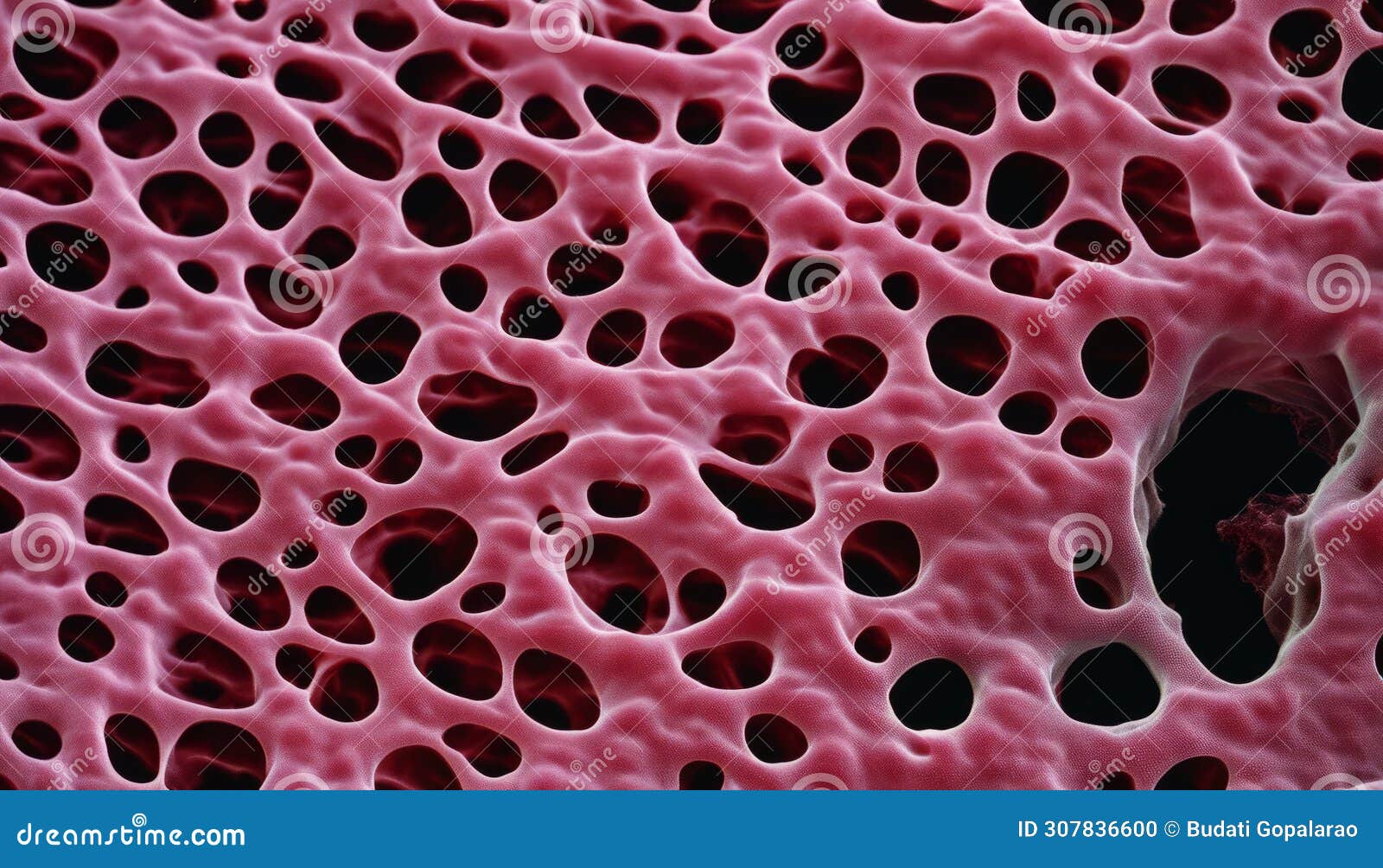 Close-up of a Porous Surface with a Honeycomb-like Structure Stock ...