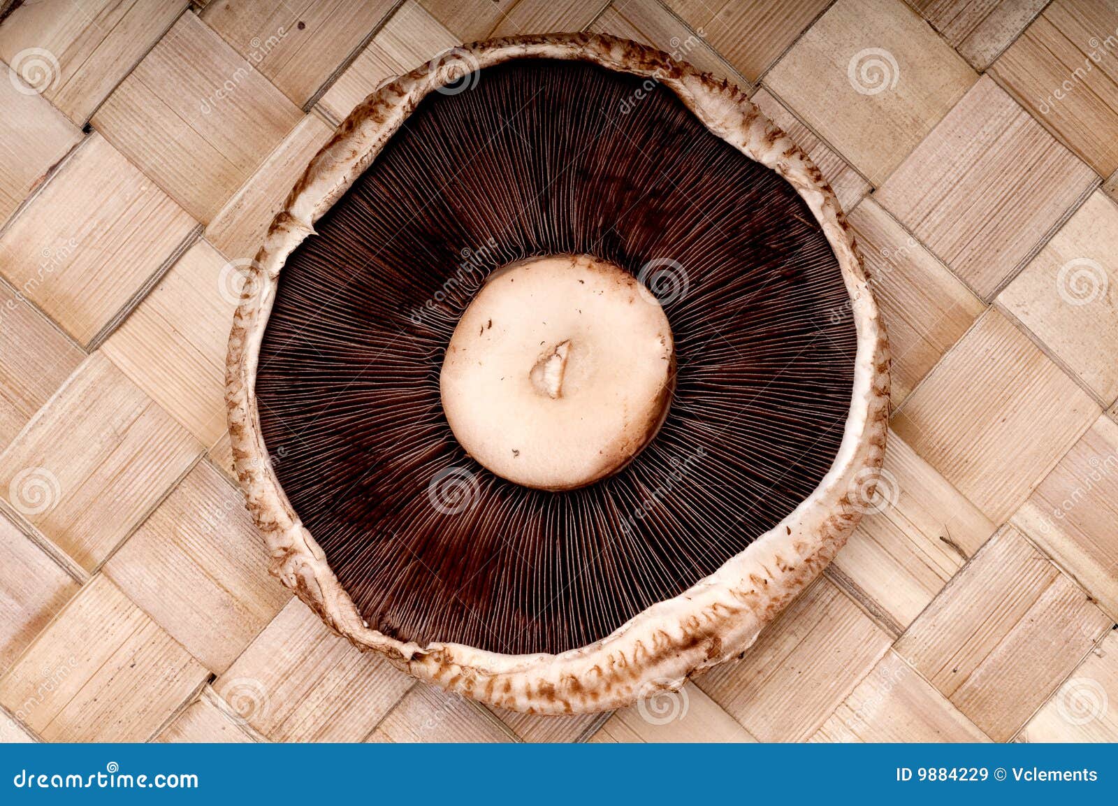 Close-up Of Mushroom In The Grass. White Wild Mushroom With Umbrella ...