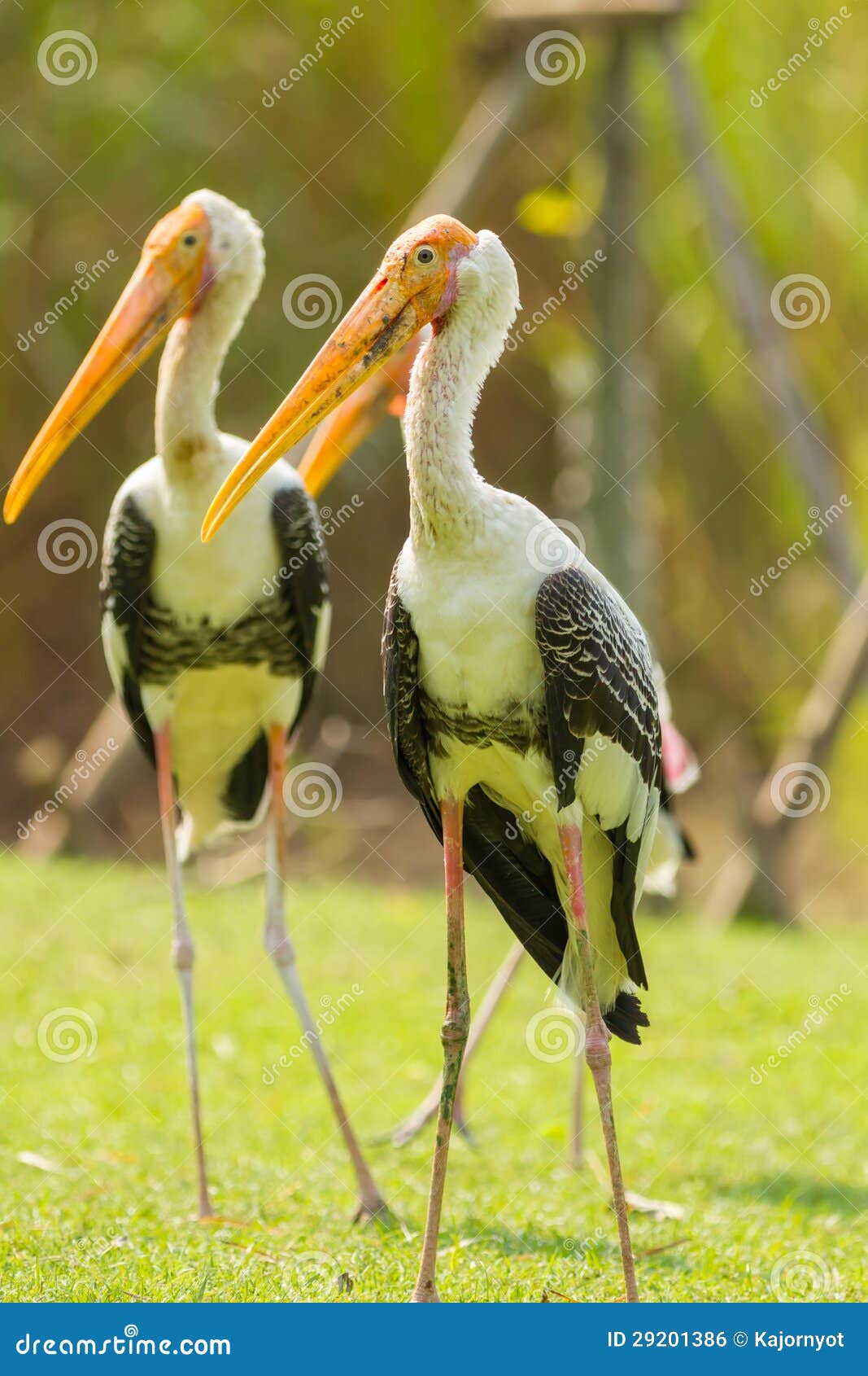 The Close Up Portrait of Asian Openbill Stork Stock Photo - Image of ...