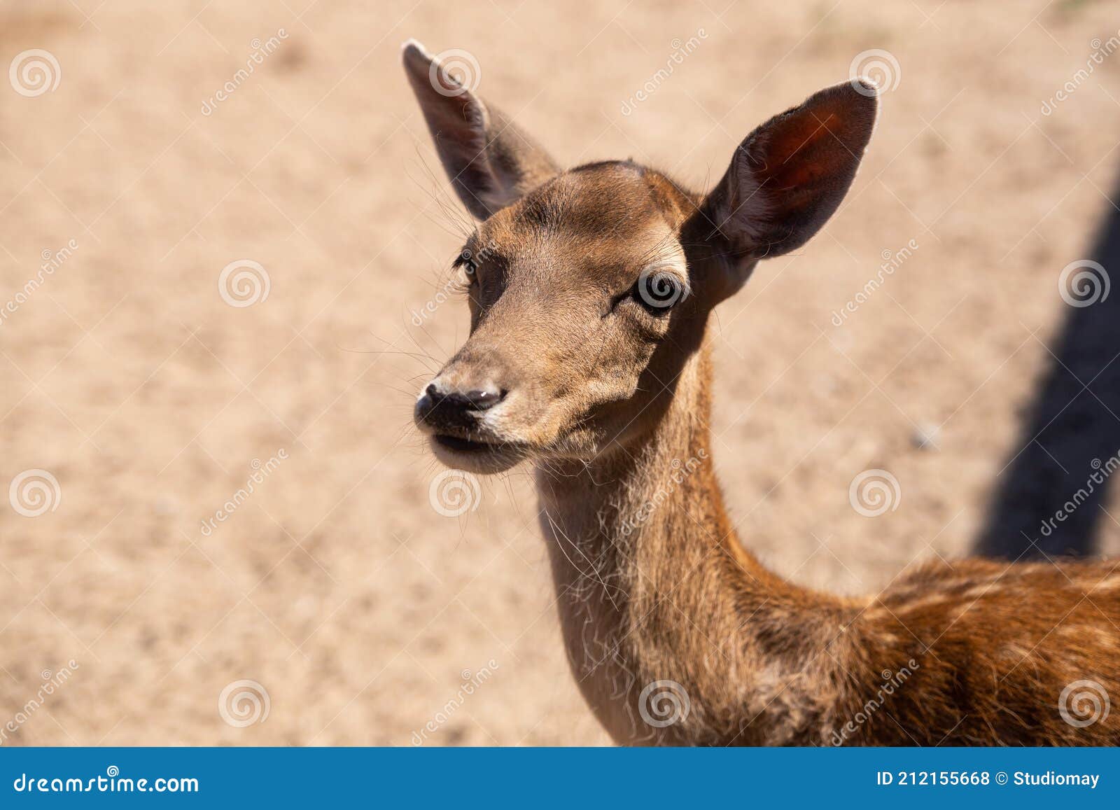 Close Up Portrait of Baby Deer Stock Photo - Image of urial, legs ...