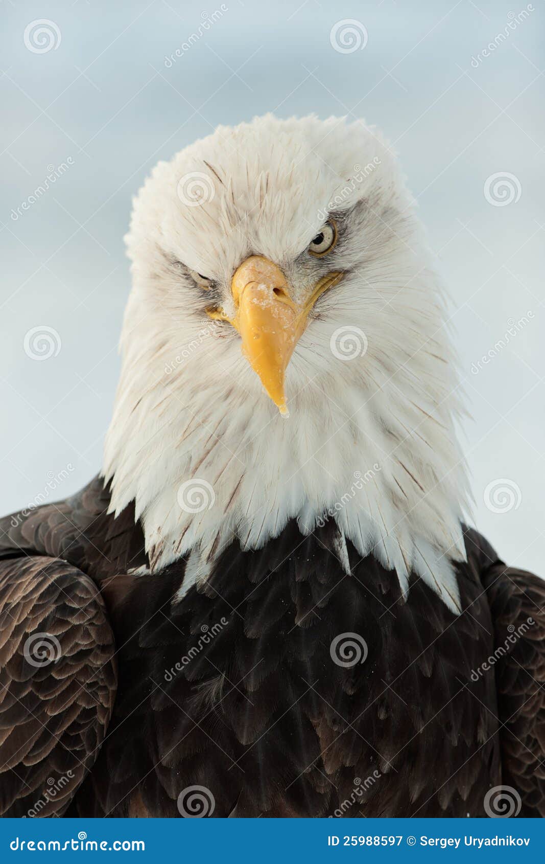Close Up Portrait of a Bald Eagle Stock Image - Image of majestic ...