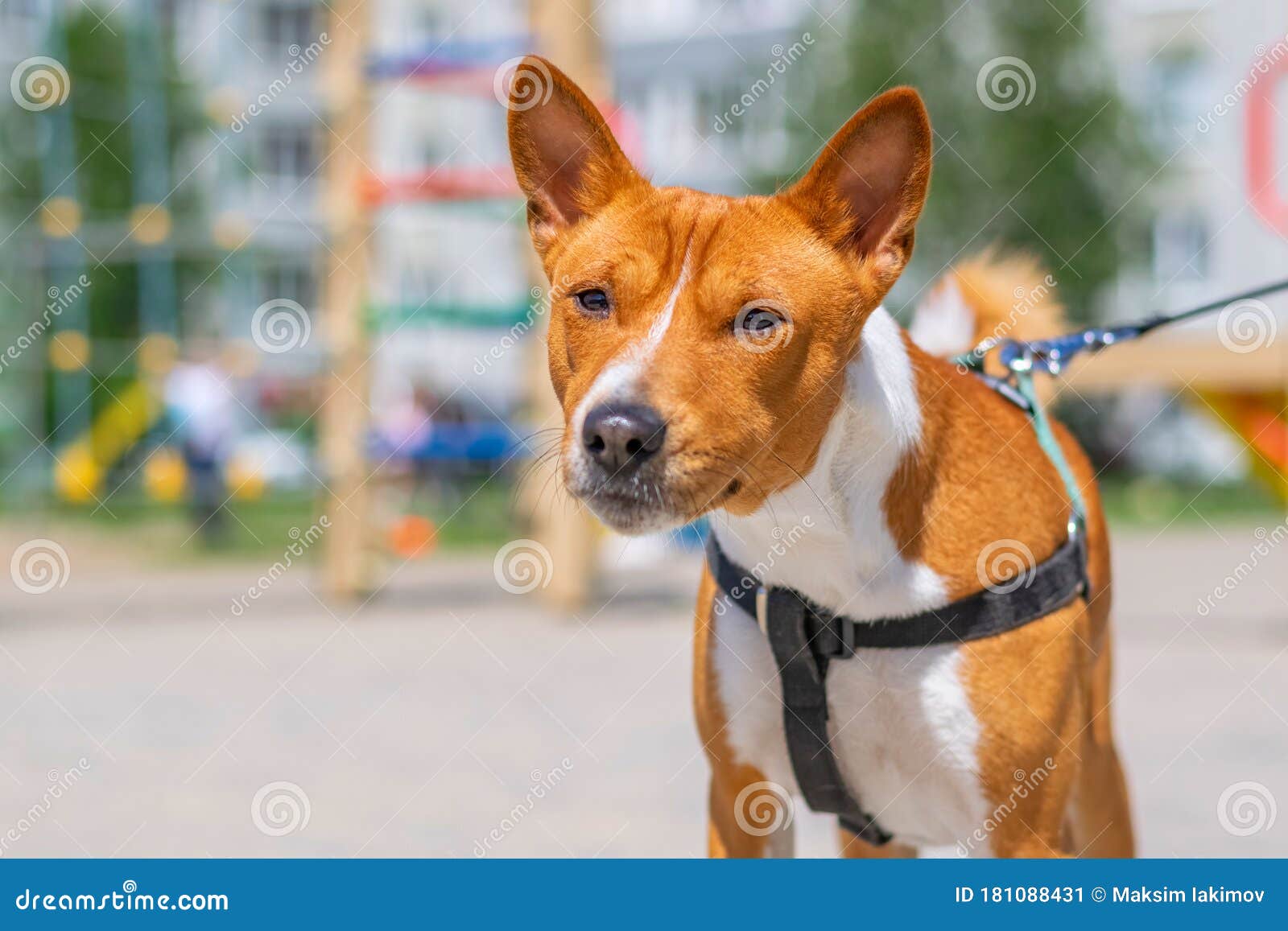 Close-Up Portrait of Basenji Standing at Playground Stock Image - Image ...