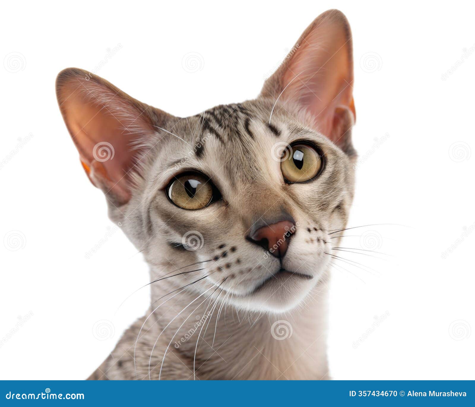 Beautiful Devon Rex Blue Cat Isolated On White Background Royalty-Free ...