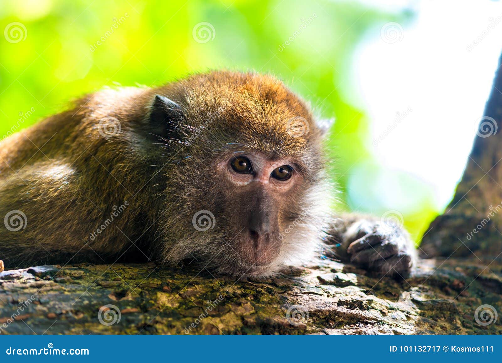 Close-up Portrait of a Beautiful Monkey Face Stock Image - Image of ...
