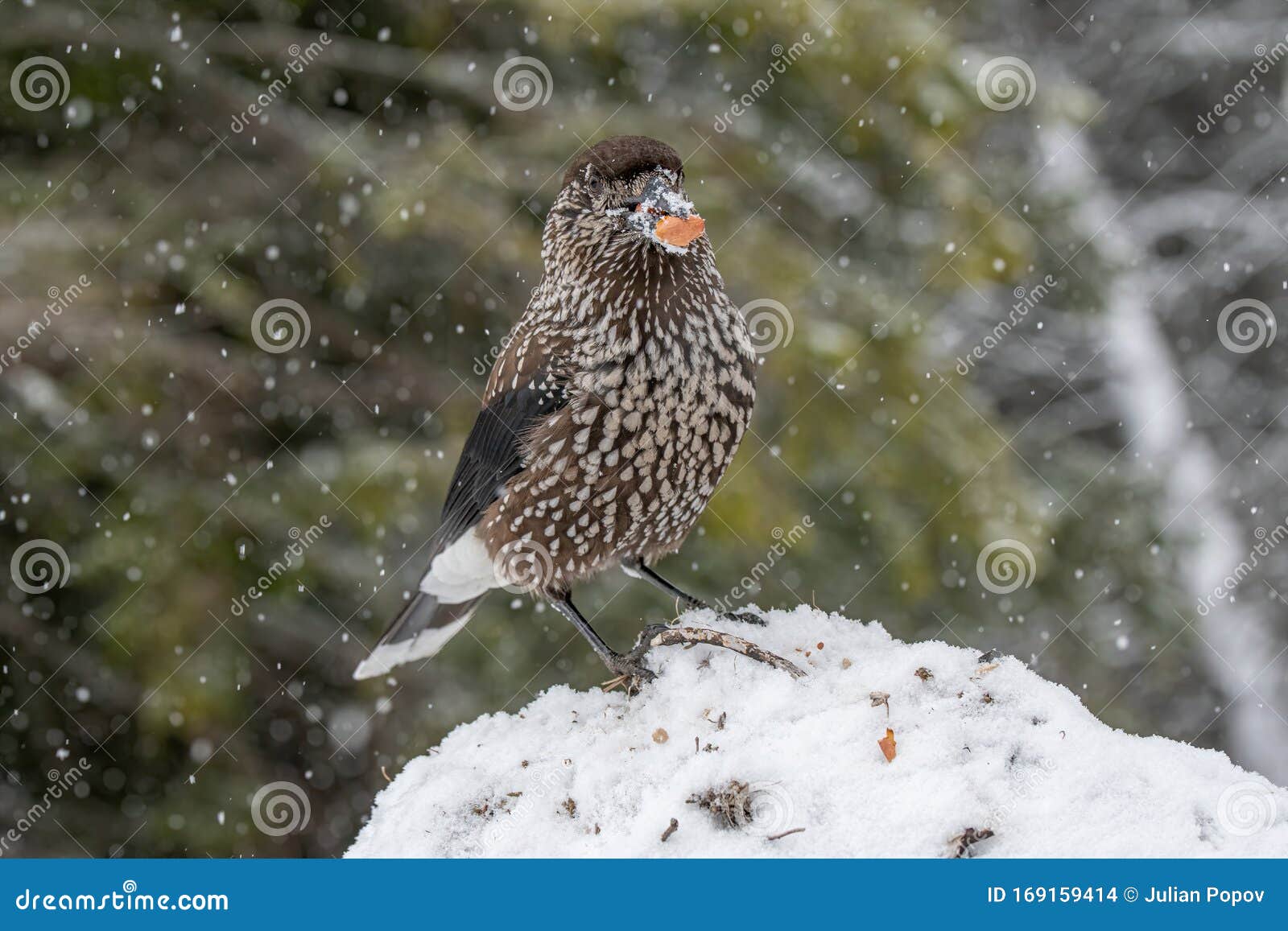 Close-up Portrait of Beautiful Spotted Nutcracker Nucifraga ... Close-up Portrait of Beautiful Spotted Nutcracker Nucifraga ...