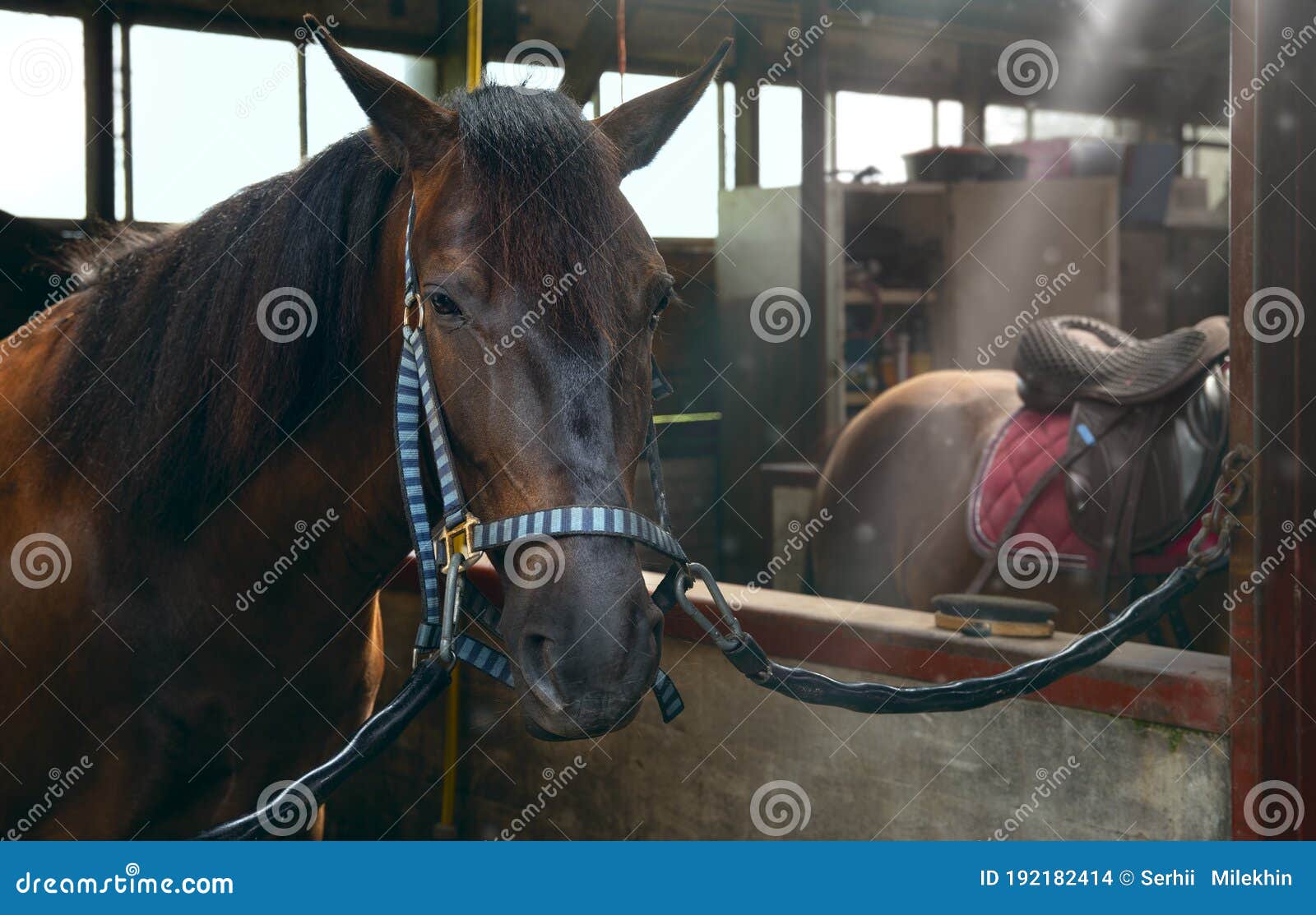 Close-up Portrait of a Beautiful Stallion in Stable Stock Photo - Image ...