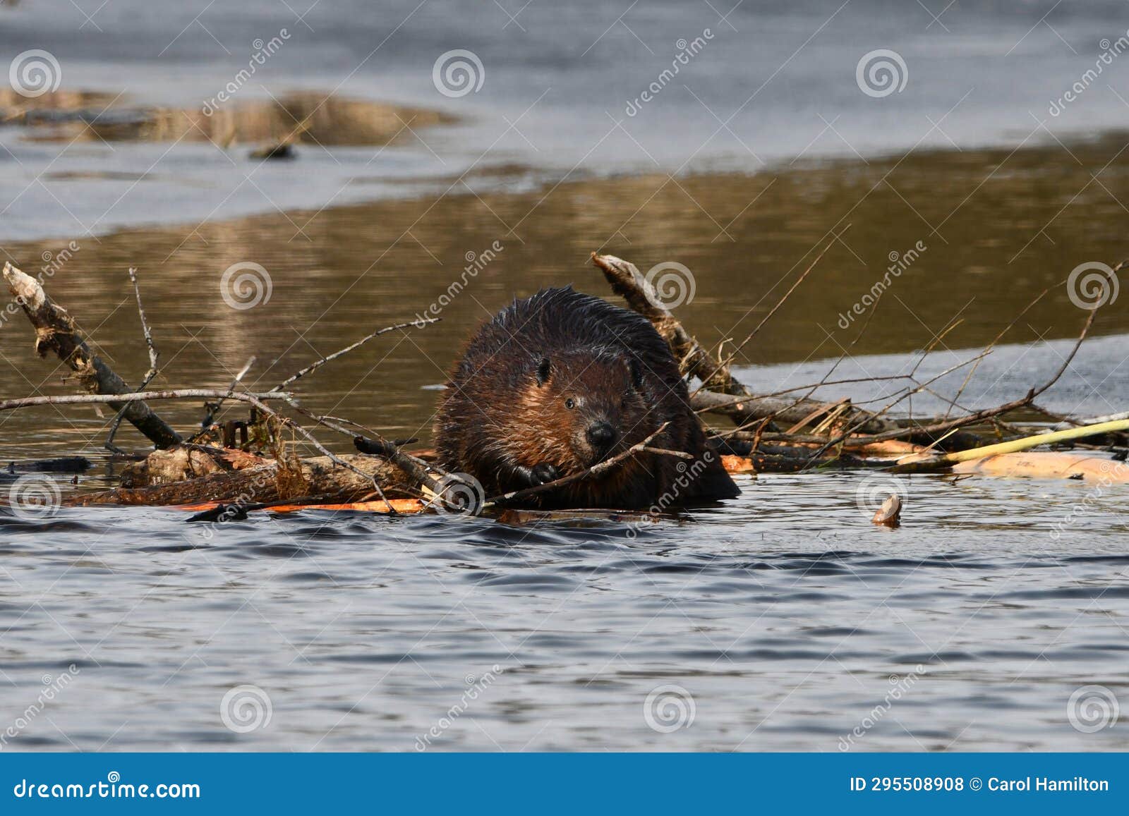 Close Up Portrait of a Beaver Building a Dam Stock Photo - Image of ...