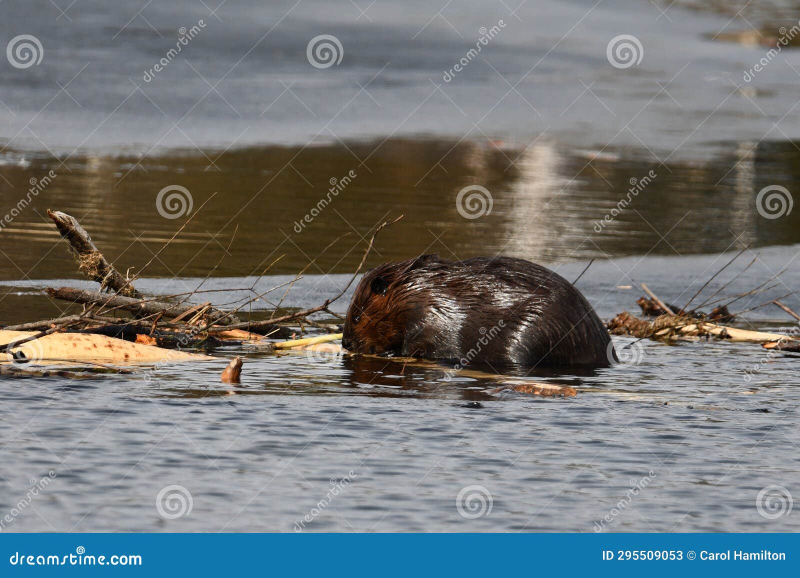 Close Up Portrait of a Beaver Building a Dam Stock Image - Image of ...