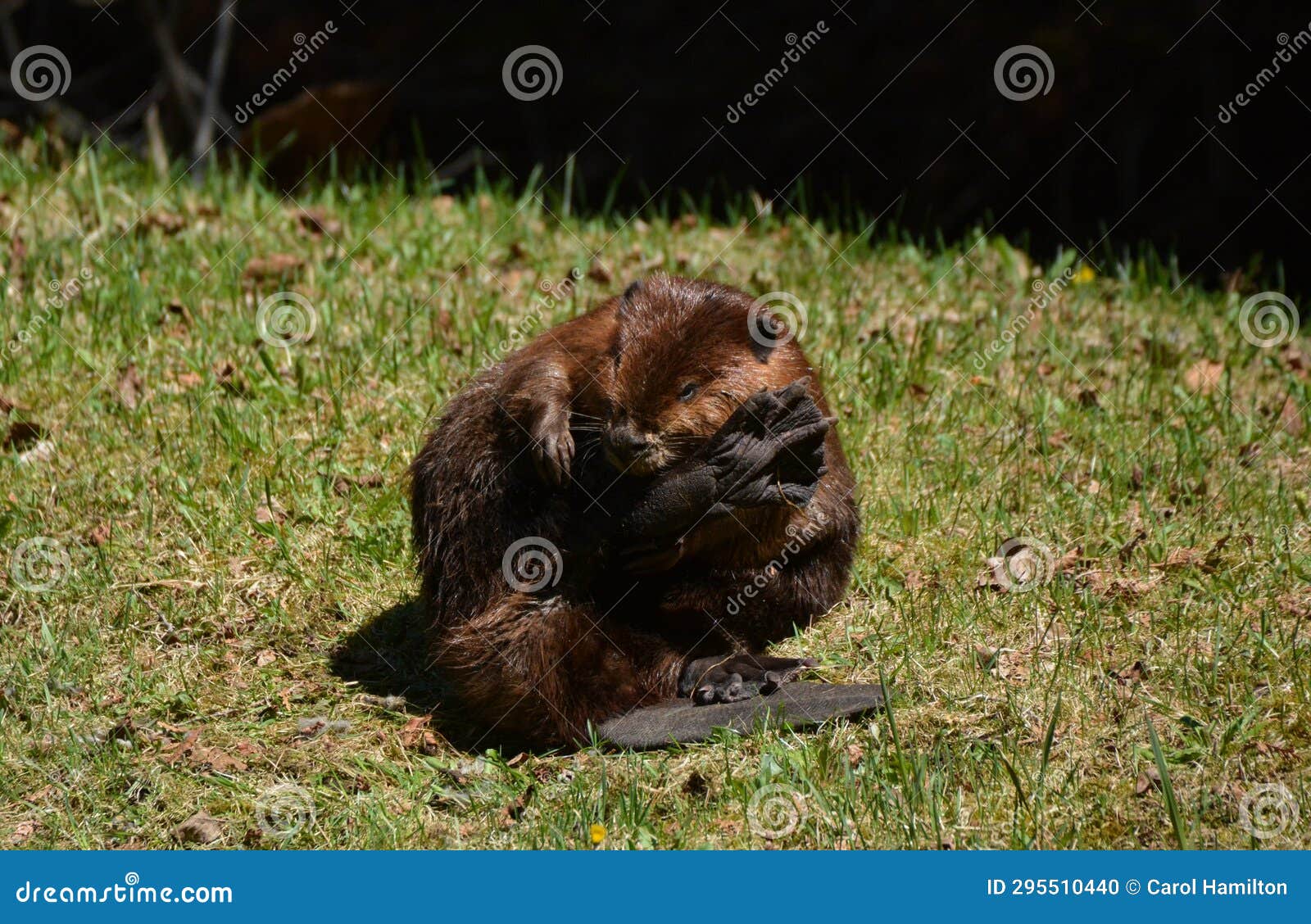 Close Up Portrait of a Beaver Grooming Itself Stock Photo - Image of ...