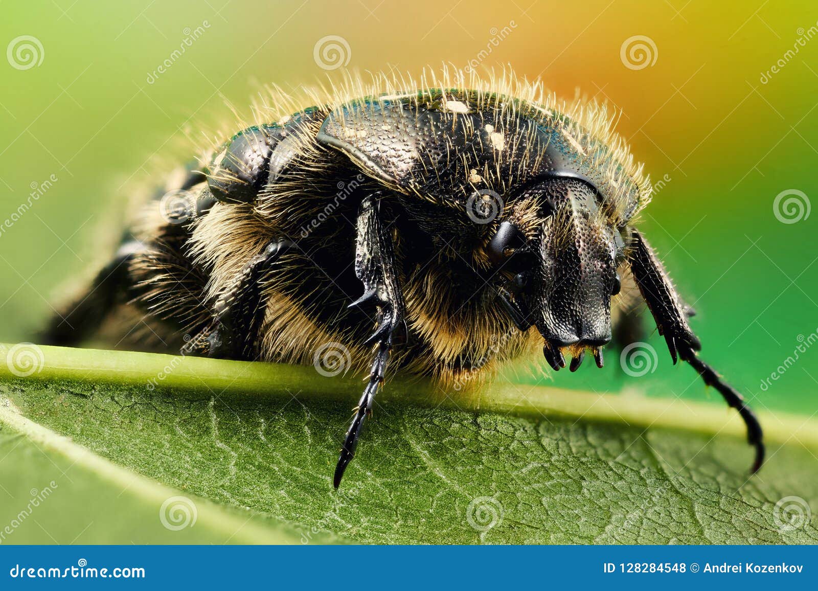Close-up Portrait of a Beetle Stock Photo - Image of flower, green ...