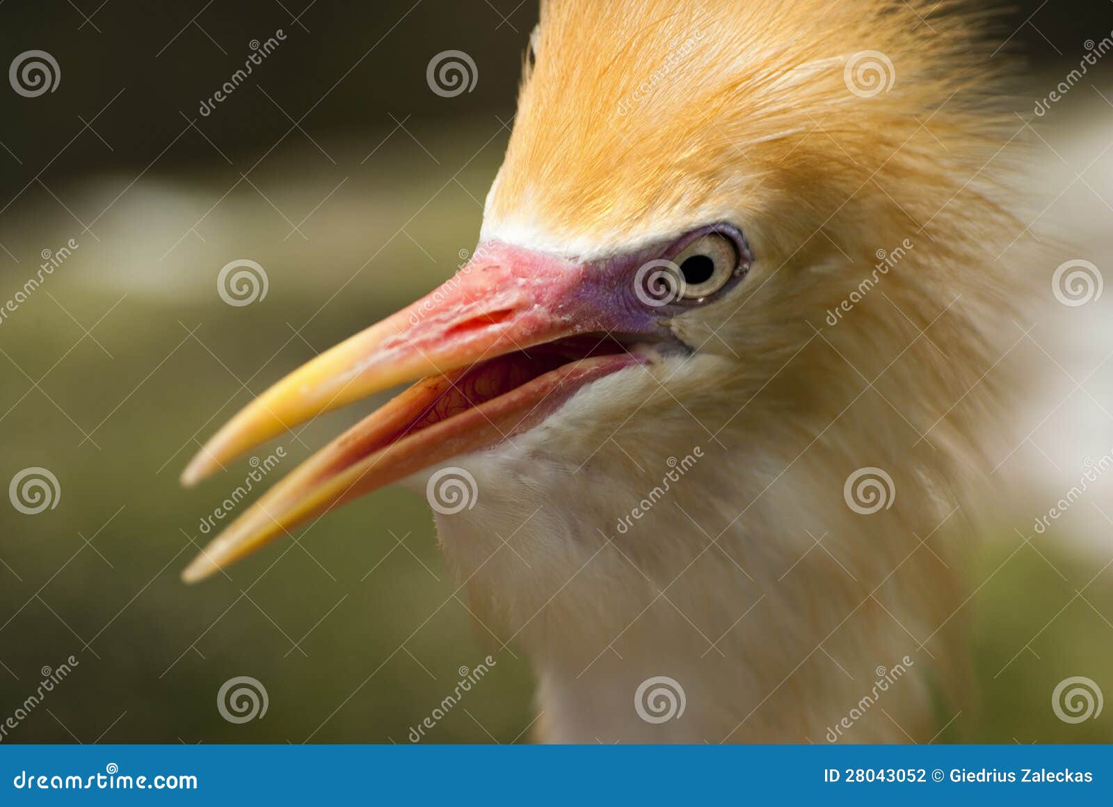 Close up portrait of bird stock photo. Image of cattle - 28043052