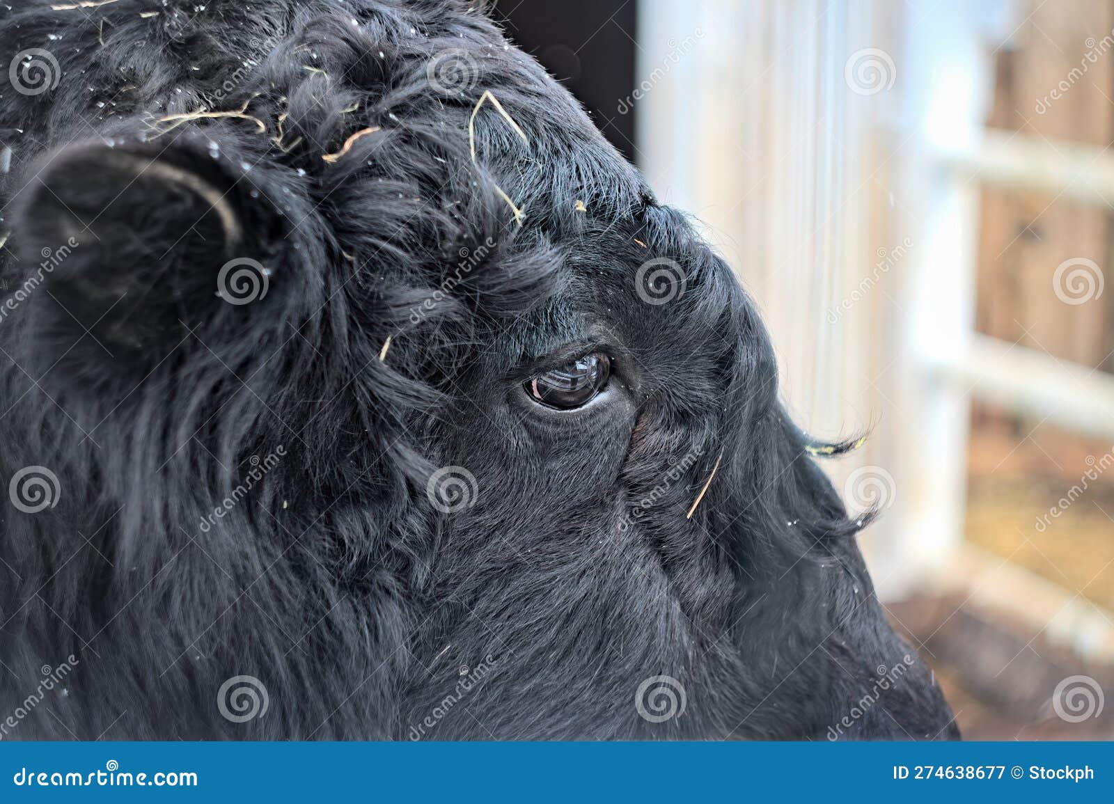 A Close-up Portrait of a Black Bison. Texture, Fur Stock Image - Image ...