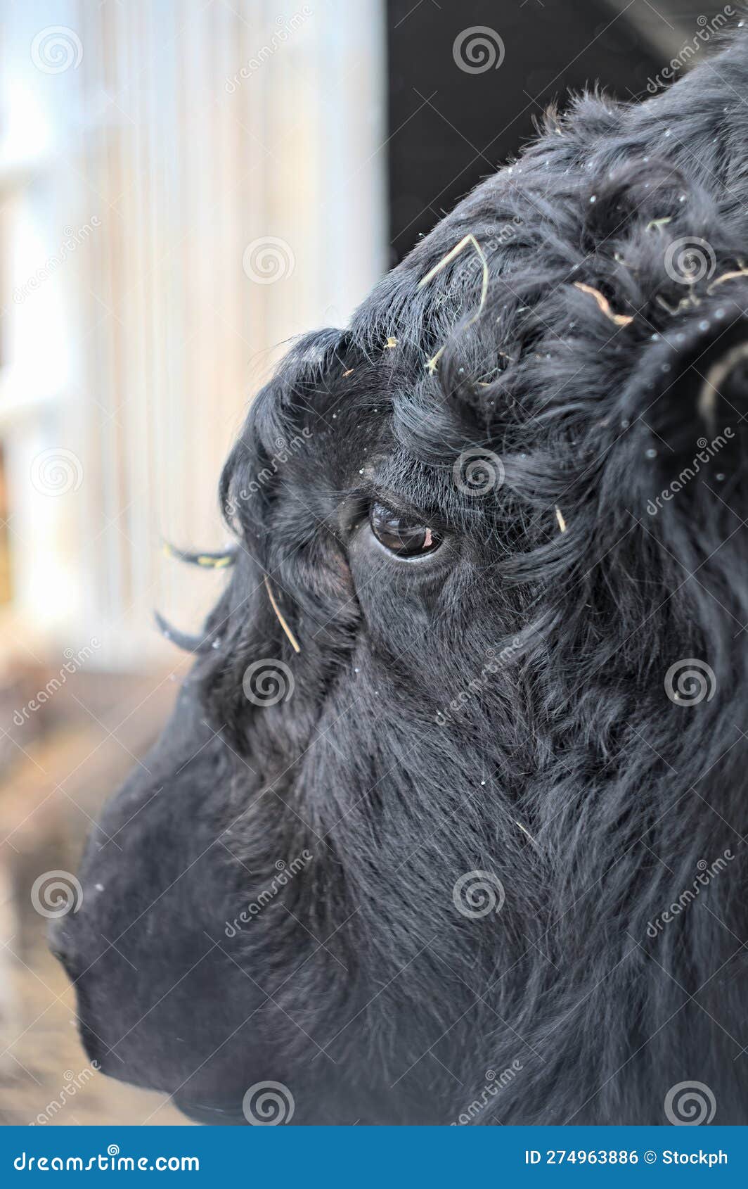 A Close-up Portrait of a Black Bison. Texture, Fur Stock Photo - Image ...