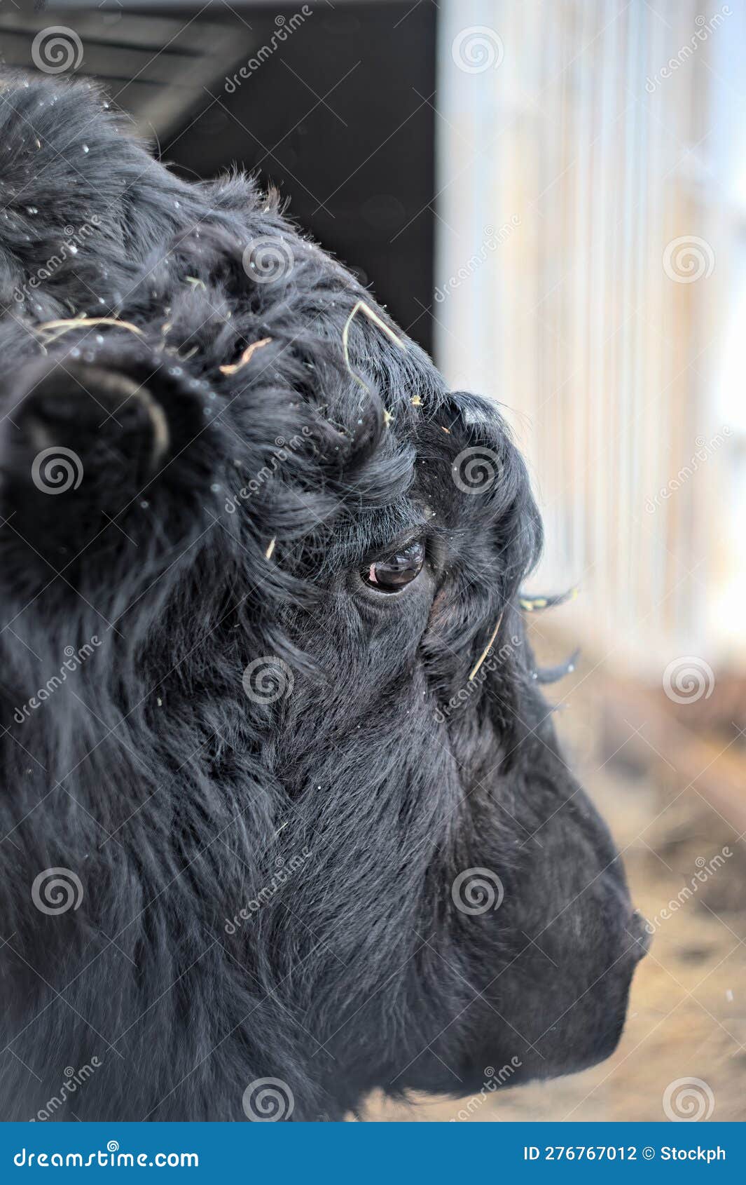 Black Bison From Altamira Cave Stock Photo | CartoonDealer.com #155419890