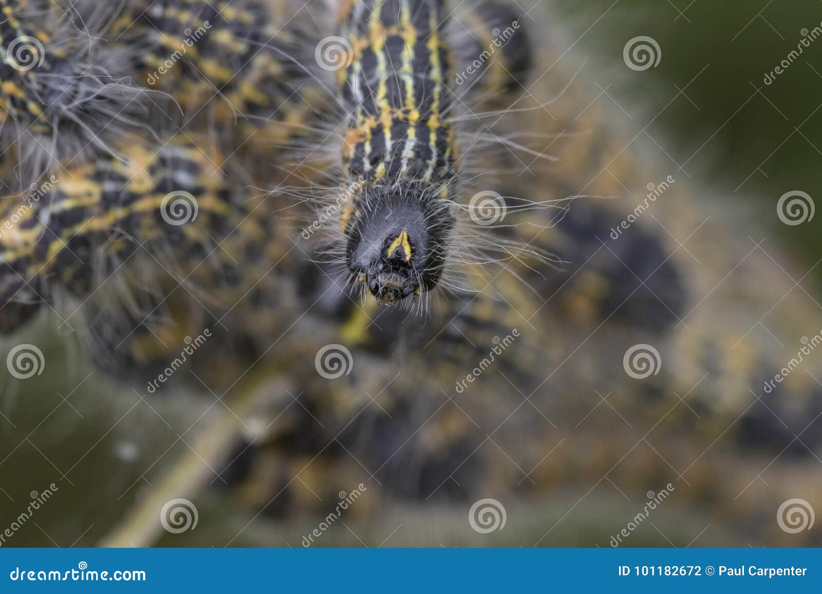 Buff-tip Caterpillar Face Close Up Stock Photo - Image of black, flower ...