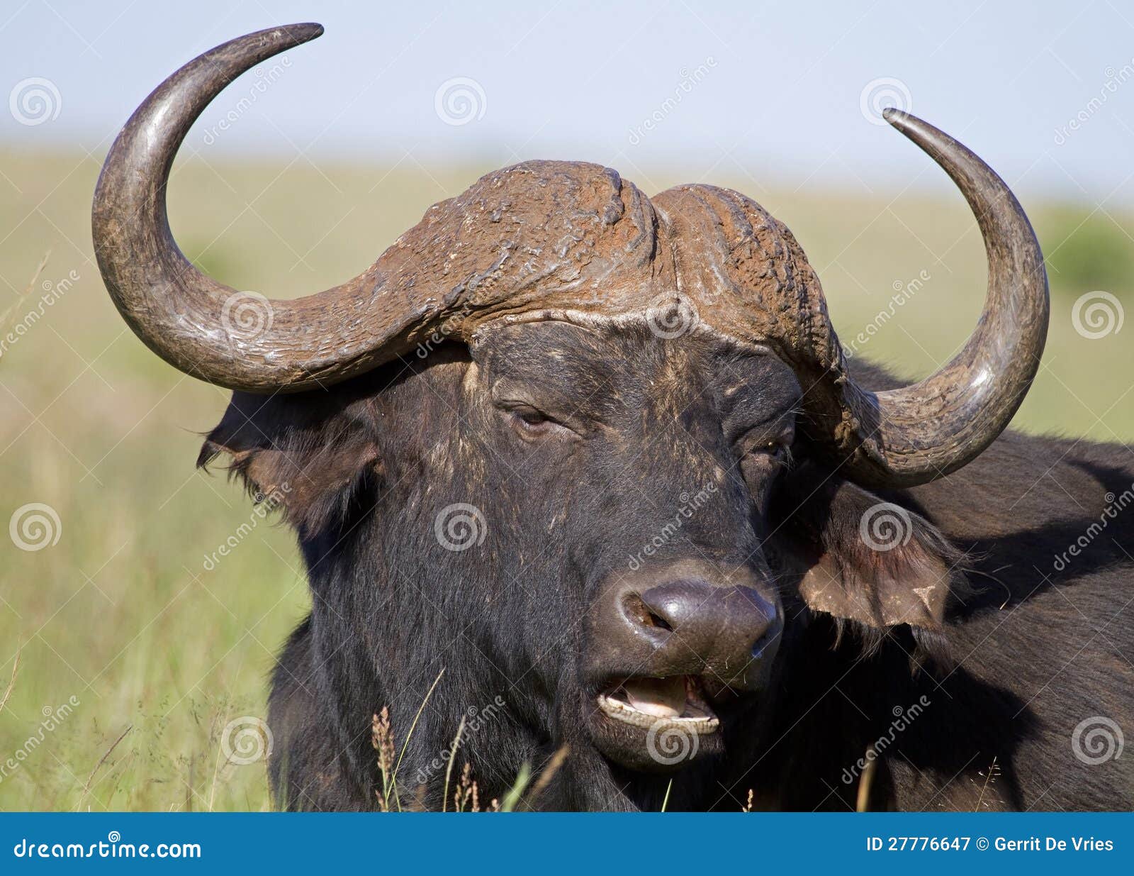 Close-up Portrait of Buffalo Bull Stock Image - Image of habitat ...