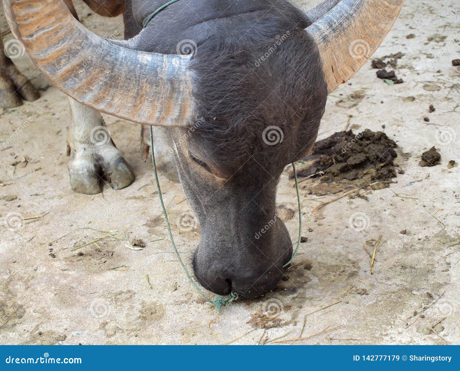 Portrait of buffalo head stock image. Image of head - 142777179