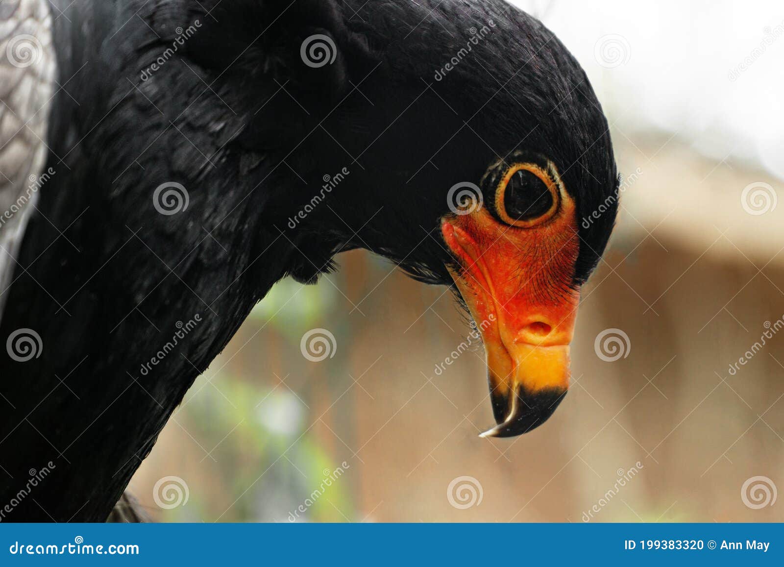 Close-up Portrait of a Buffoon Eagle with a Bright Red Beak Stock Photo ...