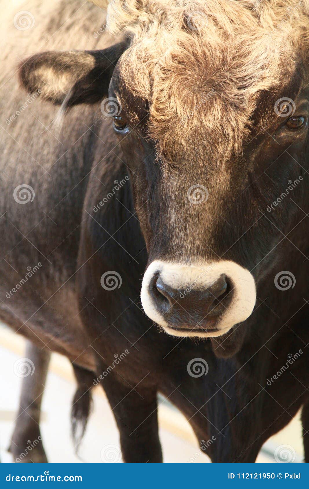 Bull portrait stock photo. Image of fighting, head, bull - 112121950