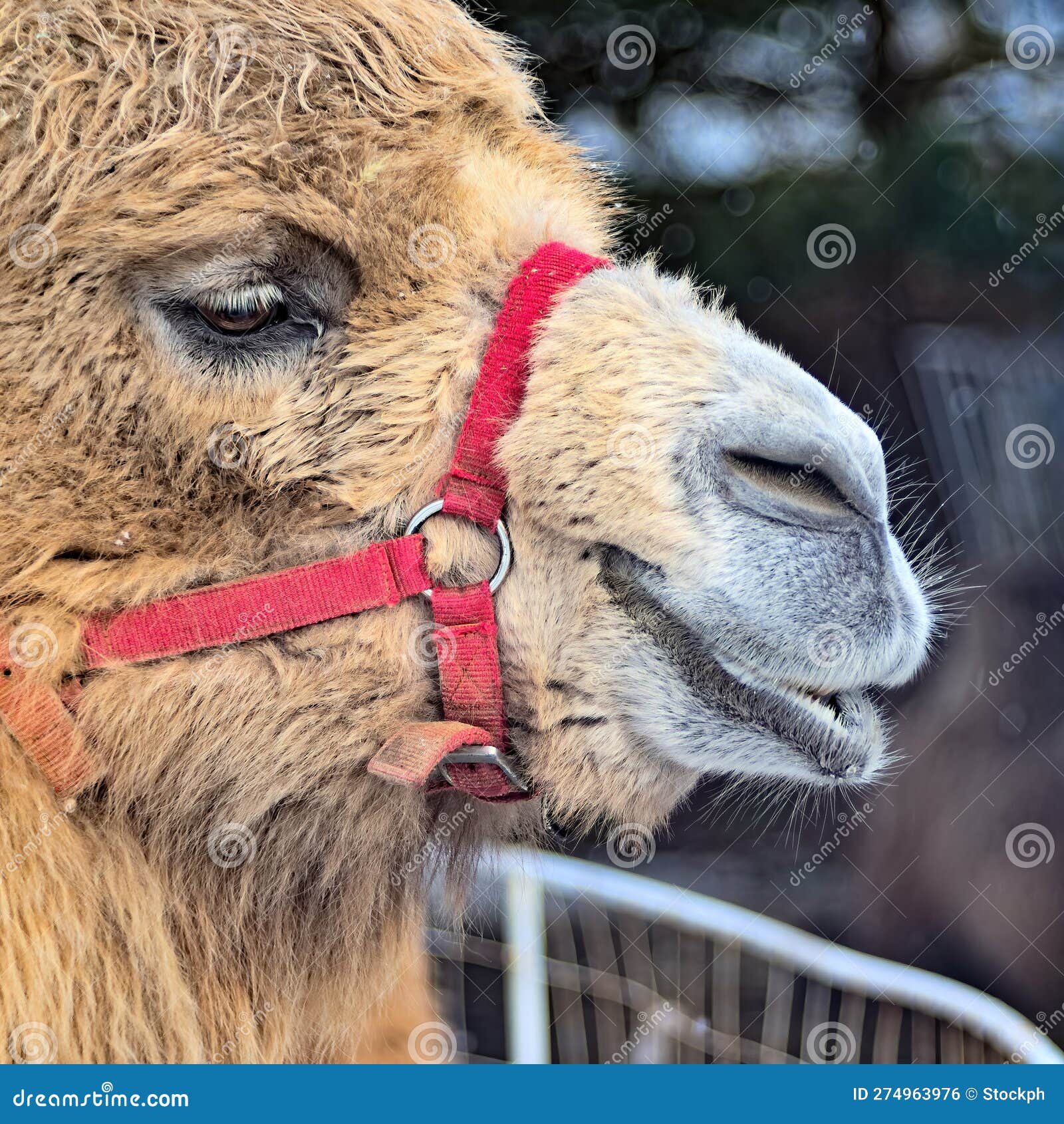 A Close Up Portrait of a Camel with a Bridle. Stock Photo - Image of ...