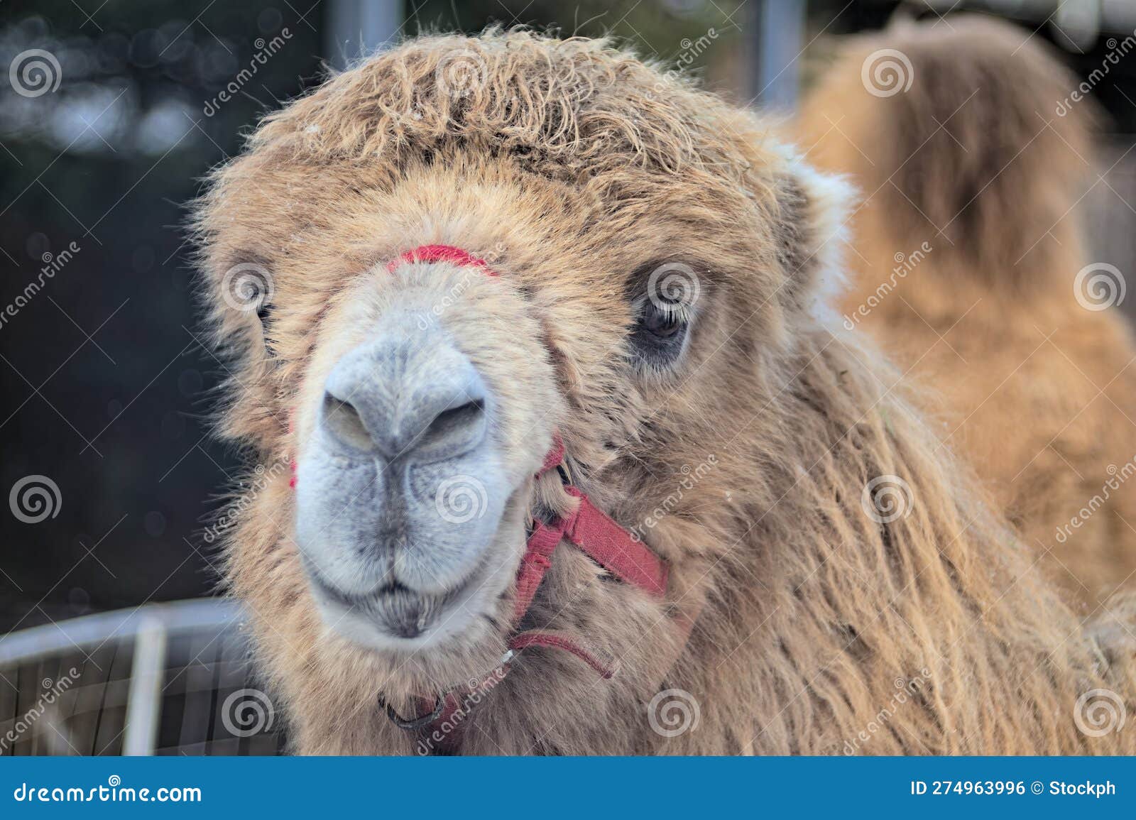 A Close Up Portrait of a Camel with a Bridle. Stock Photo - Image of ...