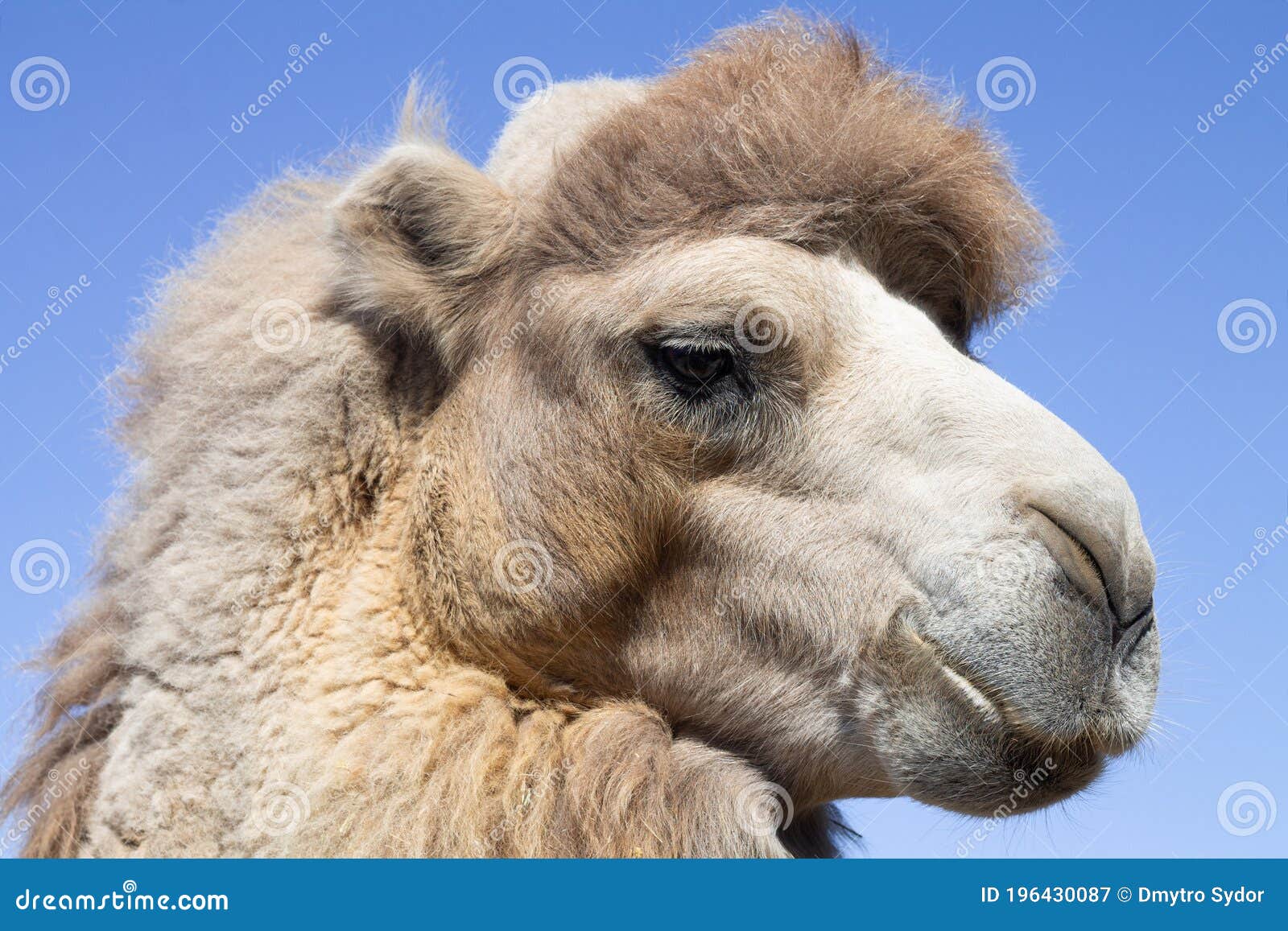 Portrait Of A Camel Royalty-Free Stock Photography | CartoonDealer.com ...