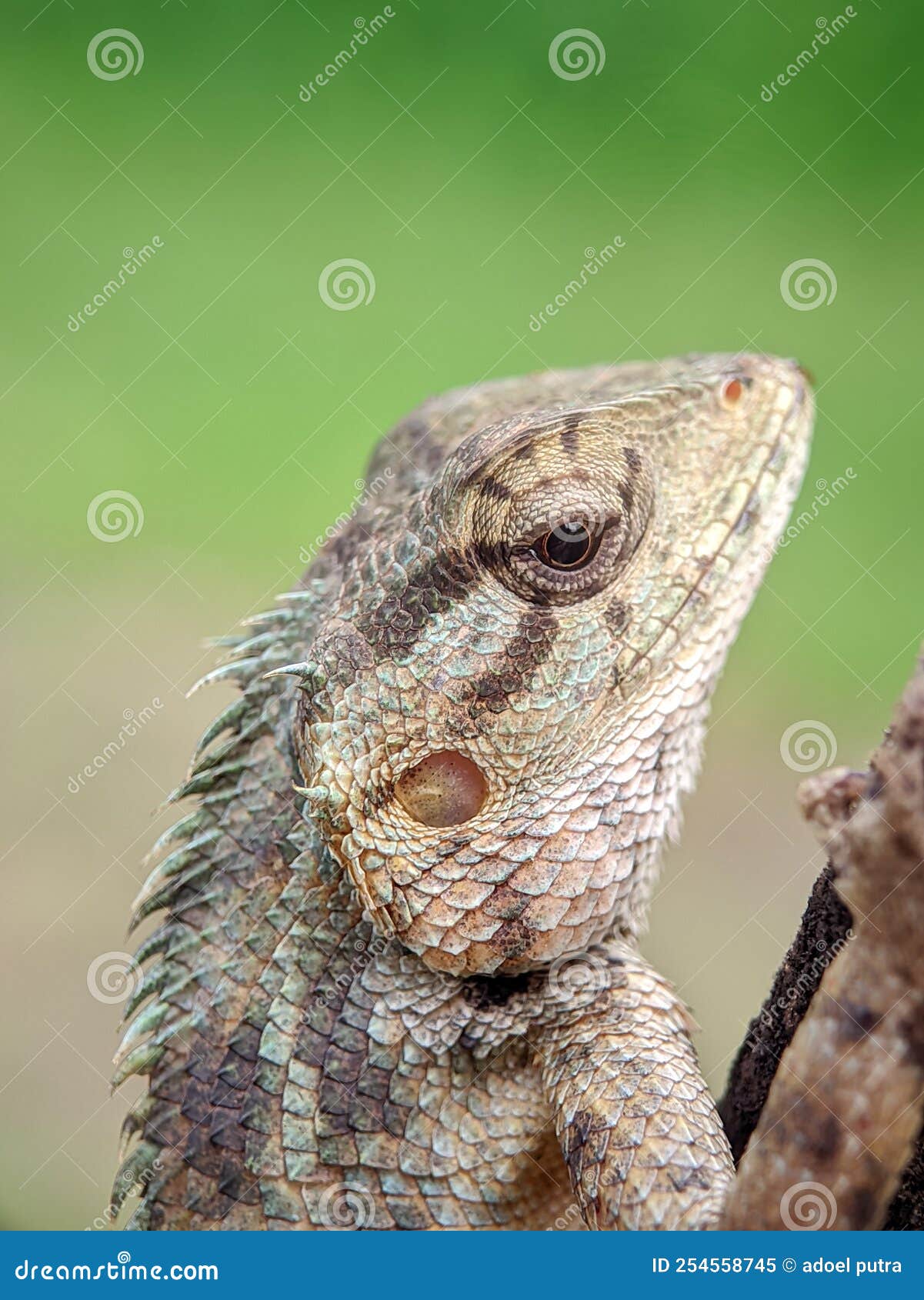 Close-up portrait camelon stock image. Image of camera - 254558745