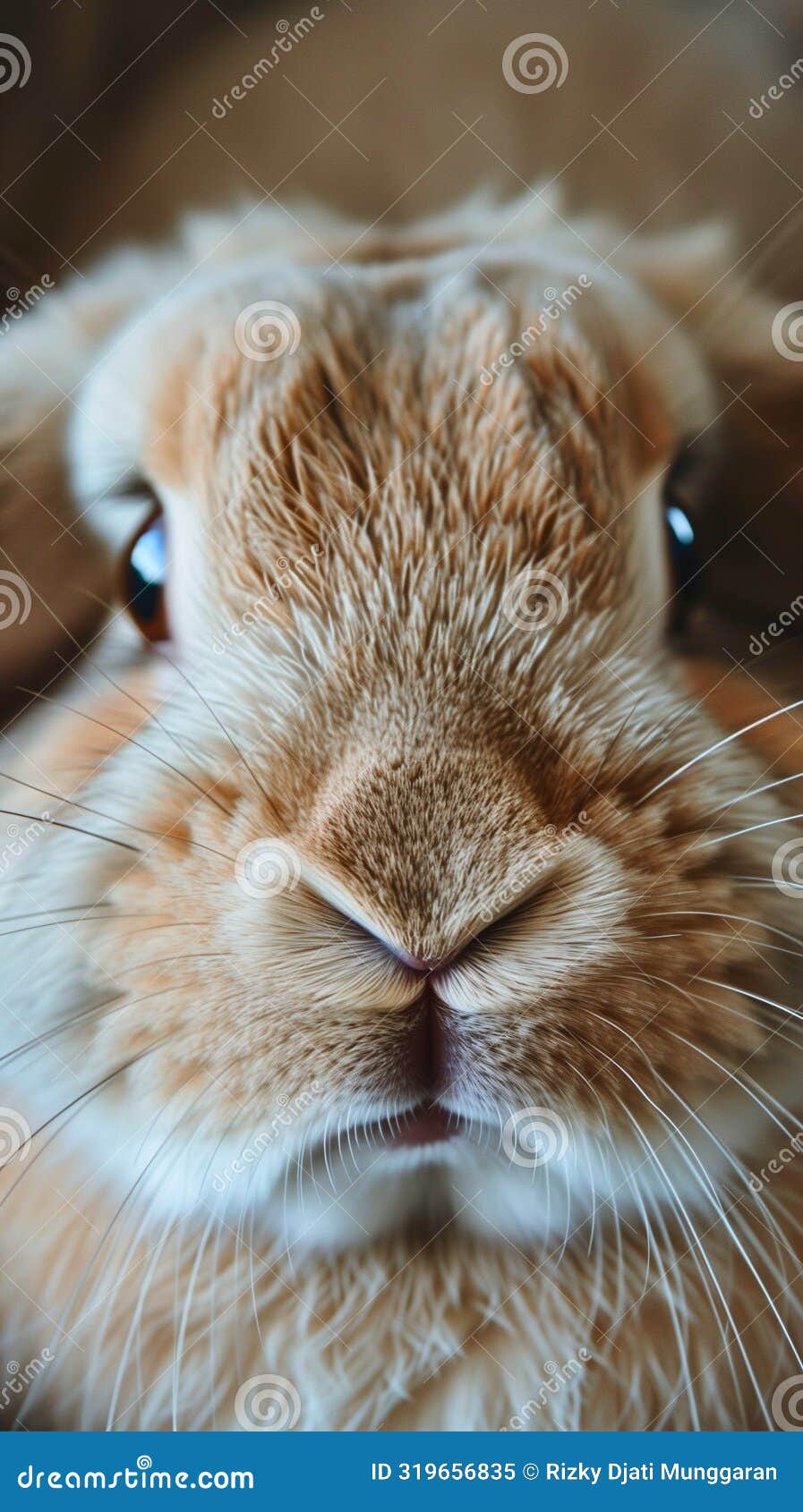 Close-up Portrait Capturing the Endearing Features of a Mini Lop Rabbit ...
