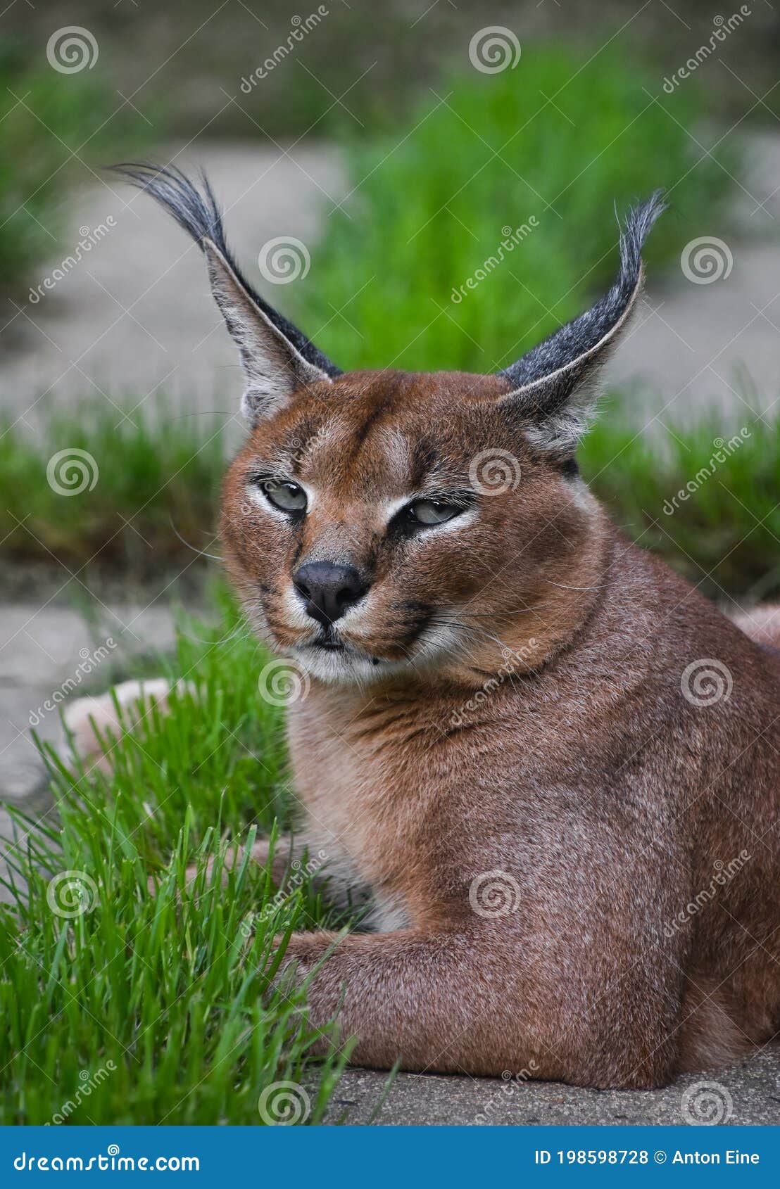 Close Up Portrait of Caracal Resting on Ground Stock Photo - Image of ...