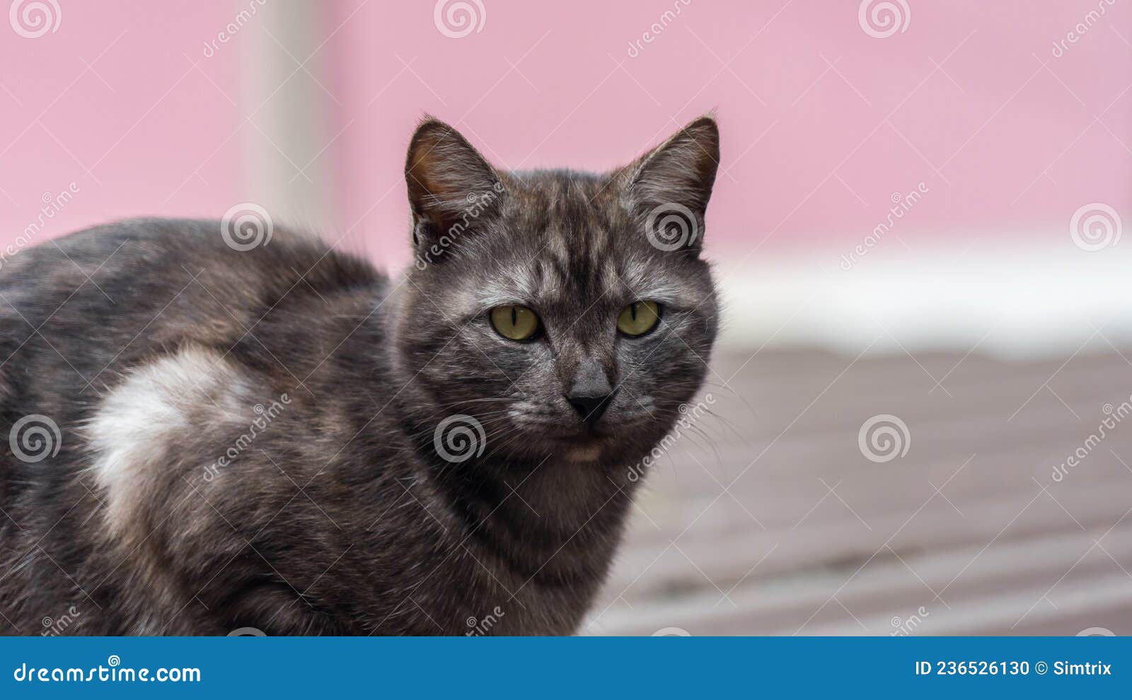 Close Up Portrait of Cat Looking in Camera, Sochi, Russia. Stock Photo ...