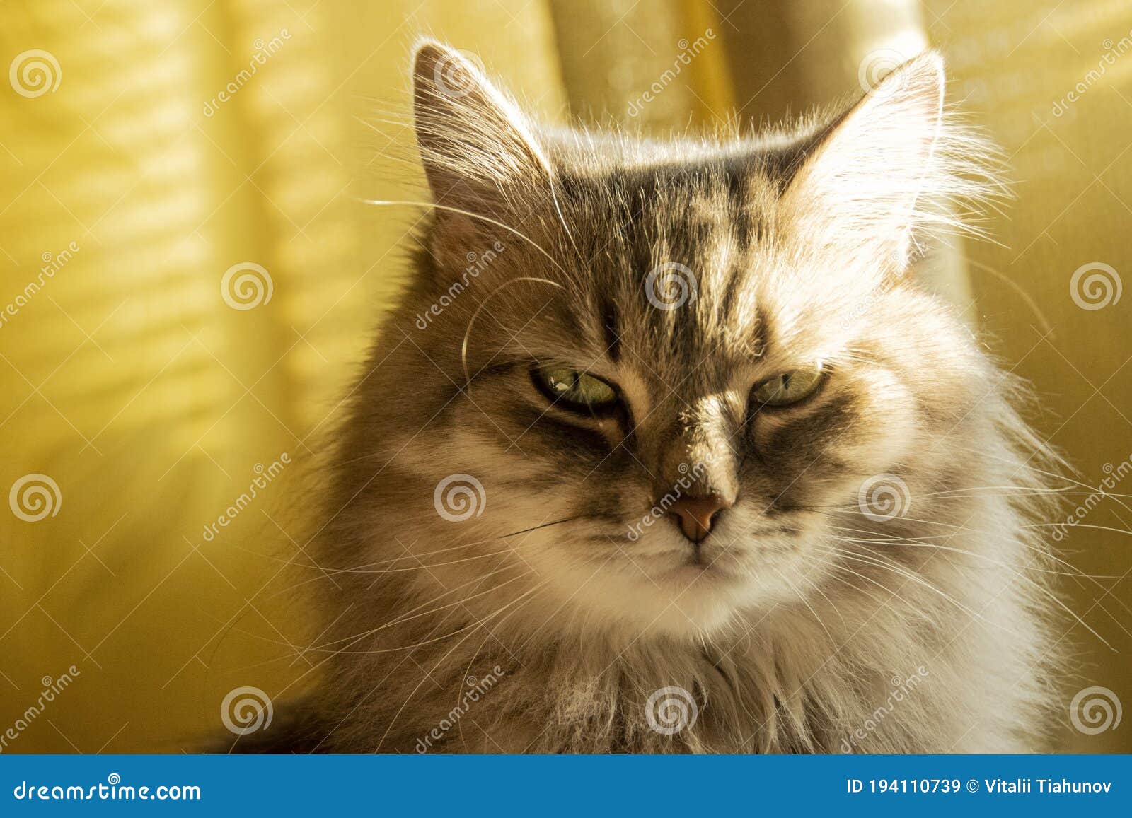 Close Up Portrait. Cat with Serious Expression Stock Image - Image of ...