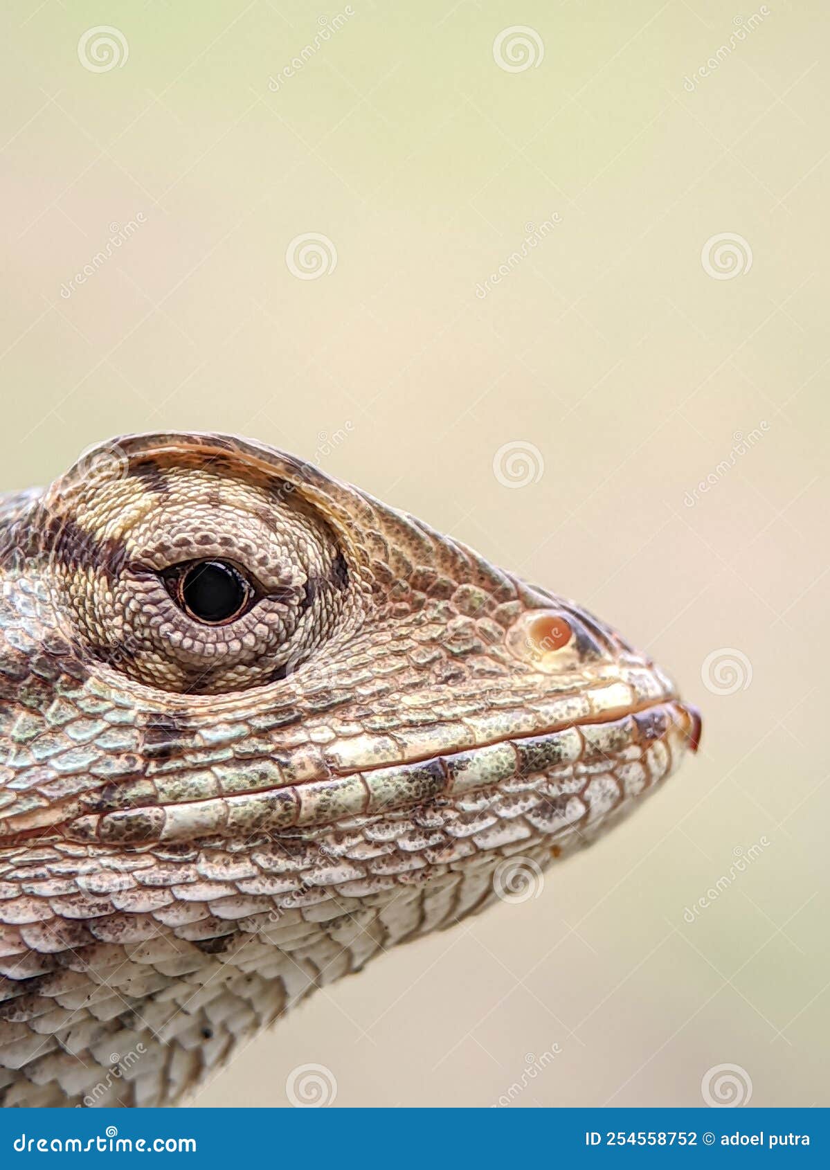 Close-up Portrait Chamelon Garden Stock Photo - Image of crocodile ...