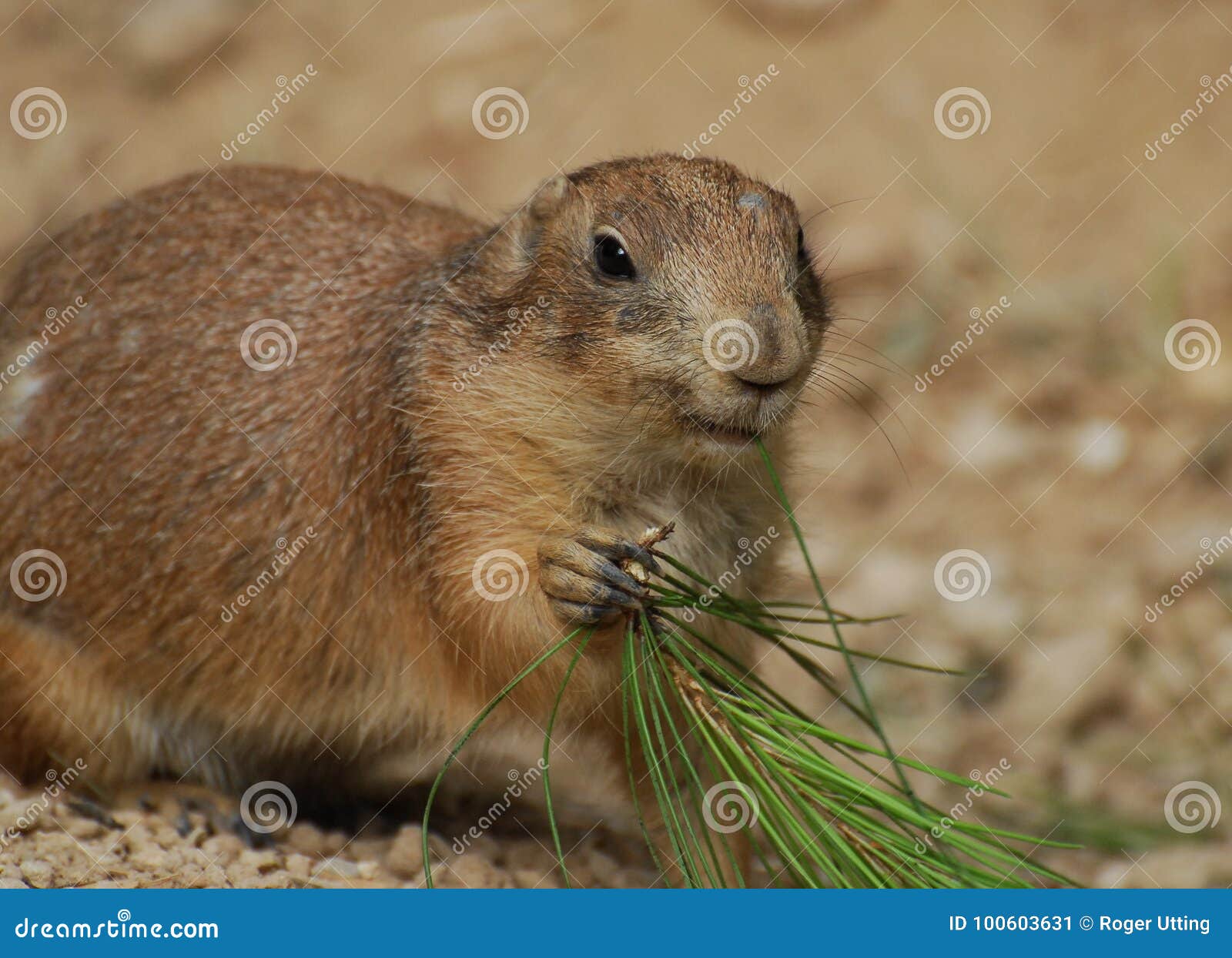 Groundhog eating stock image. Image of rodent, eating - 100603631
