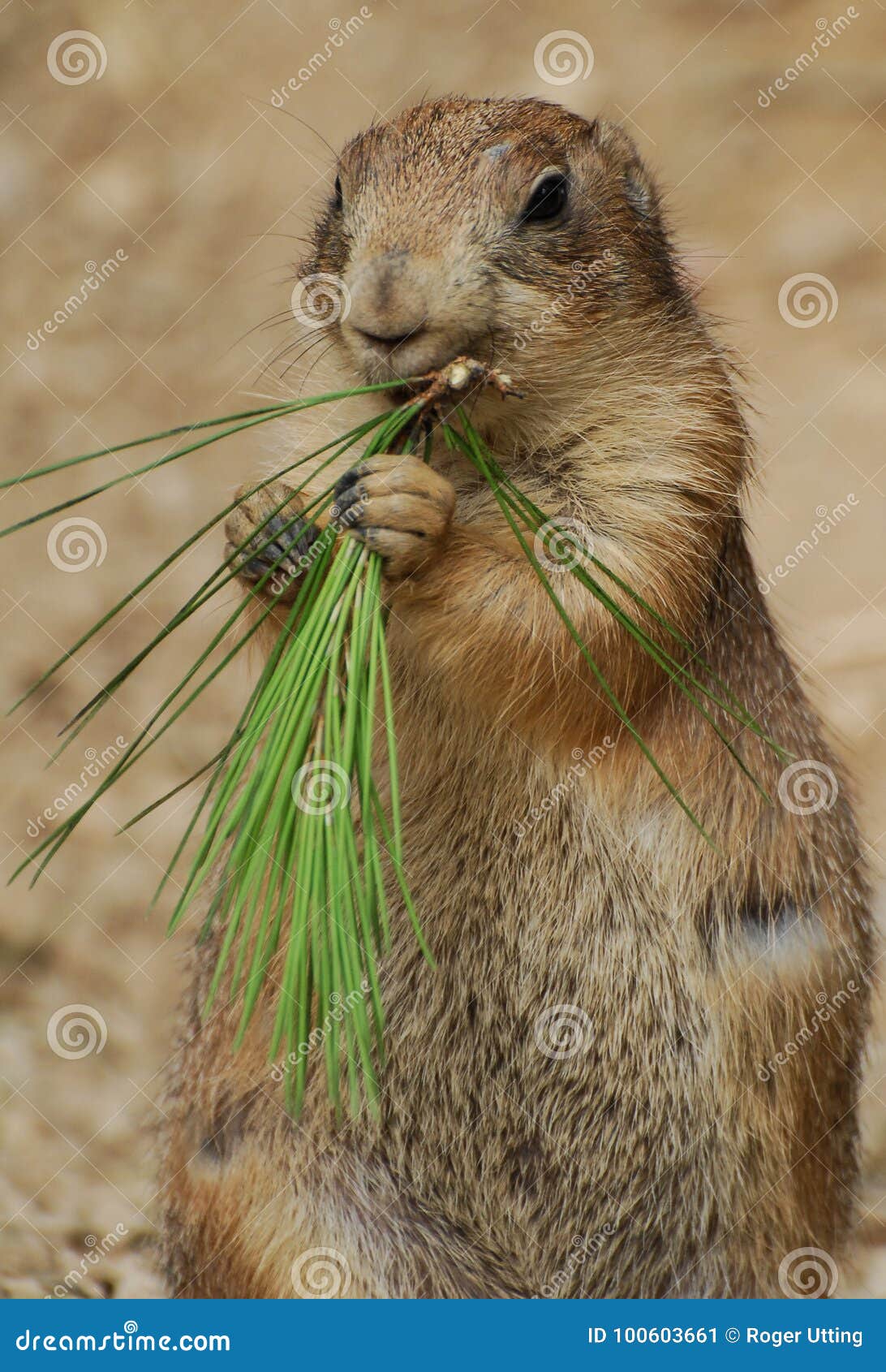 Groundhog eating stock image. Image of spain, whistlepig - 100603661
